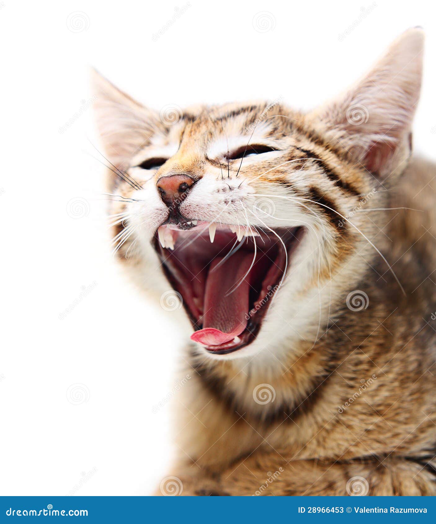 Cute happy cat. stock image. Image of concern, laughing - 28966453