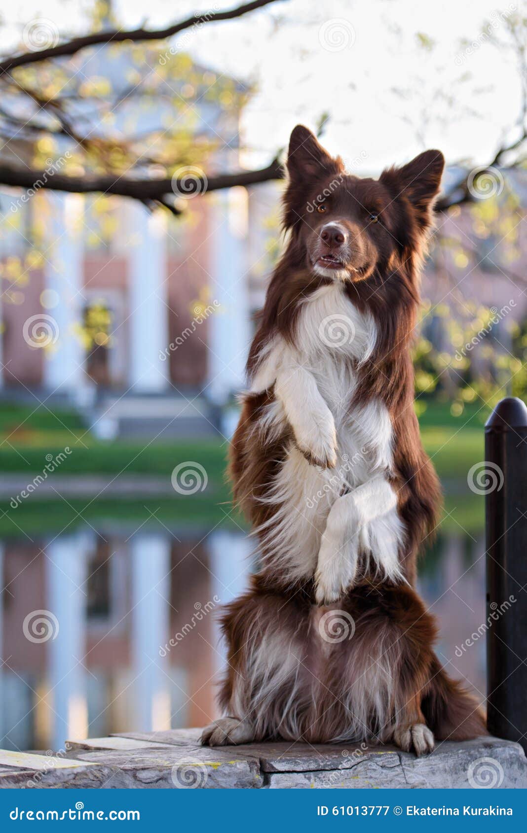 Cute Happy Dog Makes a Funny Pose Stock Image - Image of family, canine ...