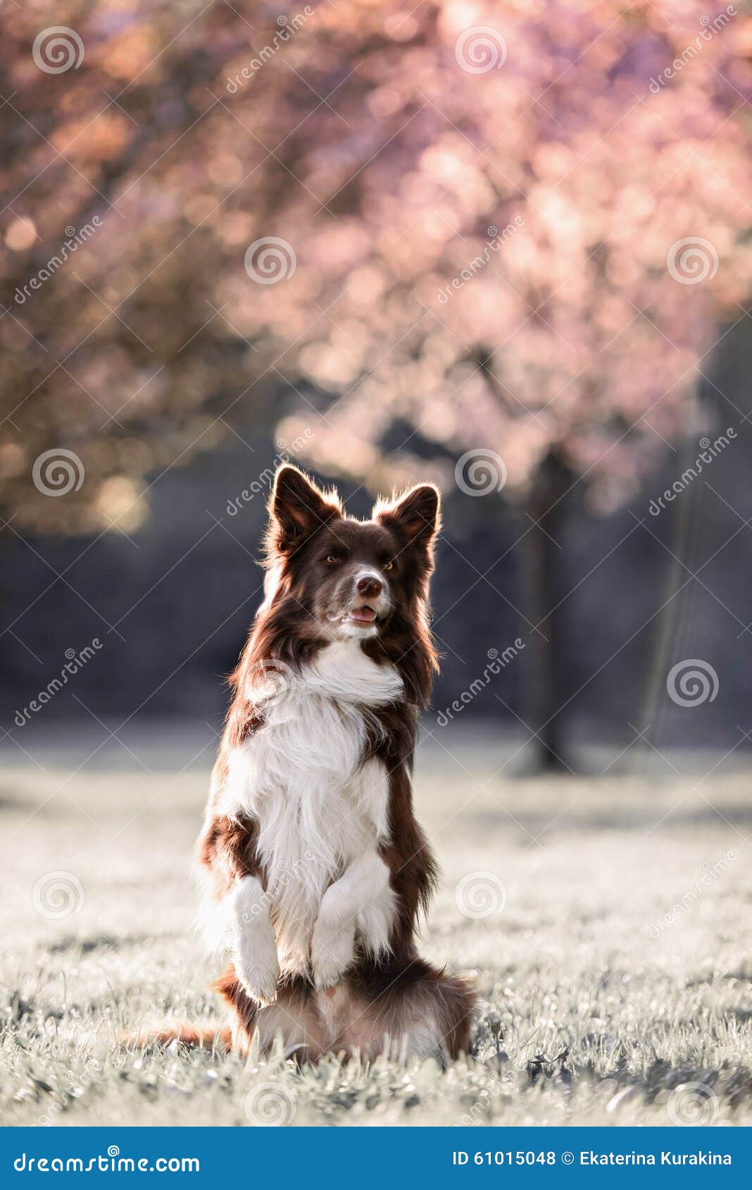 Cute Happy Dog Makes a Funny Pose Stock Photo - Image of collie, funny ...