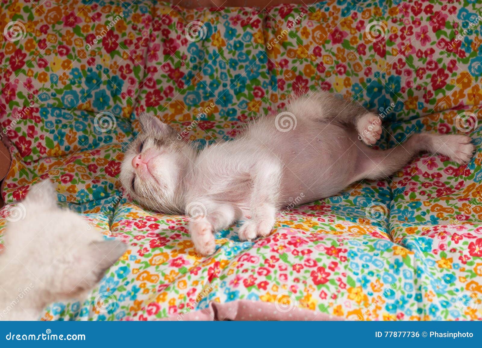 Cute Happy Kitty Cat Relax Close Up Stock Photo - Image of black, cozy ...