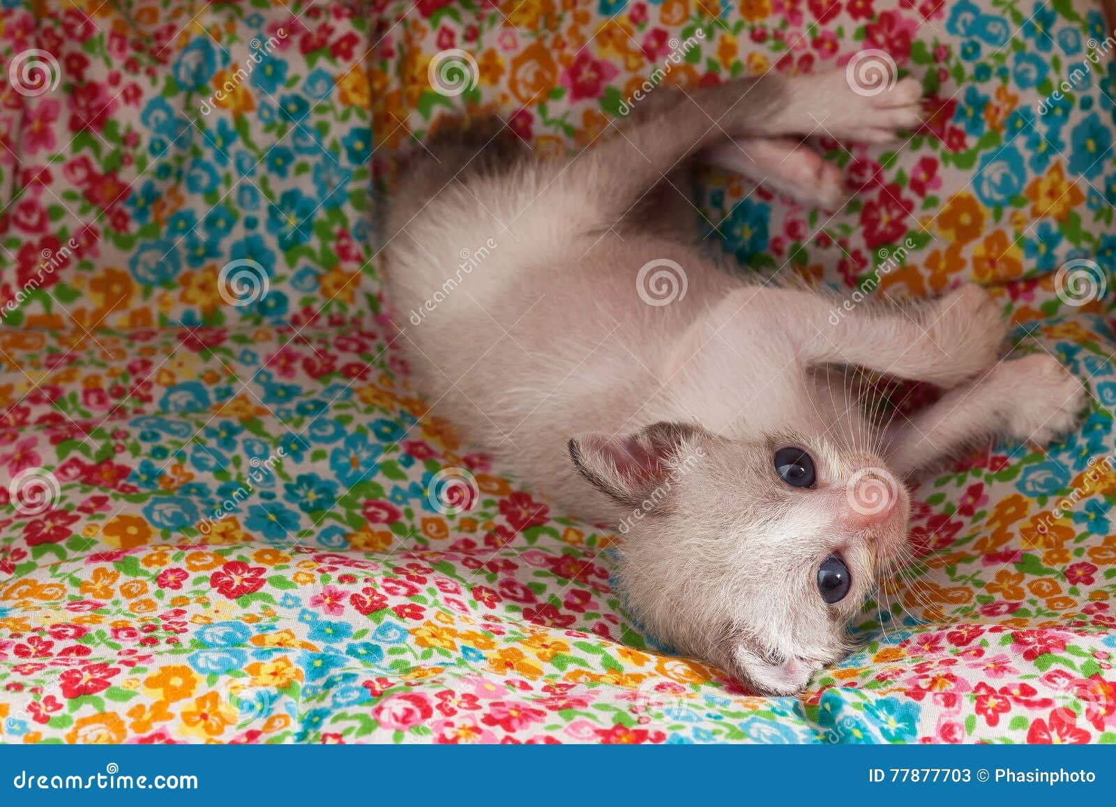 Cute happy kitty cat relax stock image. Image of relax - 77877703