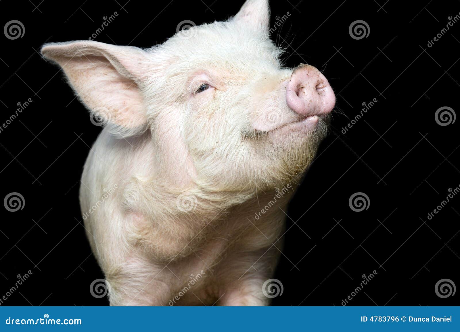 Cute Happy Little Pig Isolated on Black Stock Photo - Image of cute ...