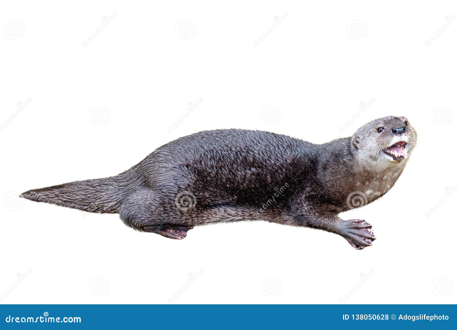 Cute Happy Otter Isolated on White Stock Photo - Image of wildlife ...