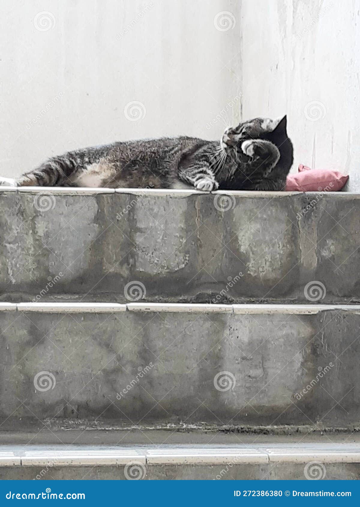 The Cute Happy Sleeping Stray Cat Hand Gesture Stock Photo - Image of ...