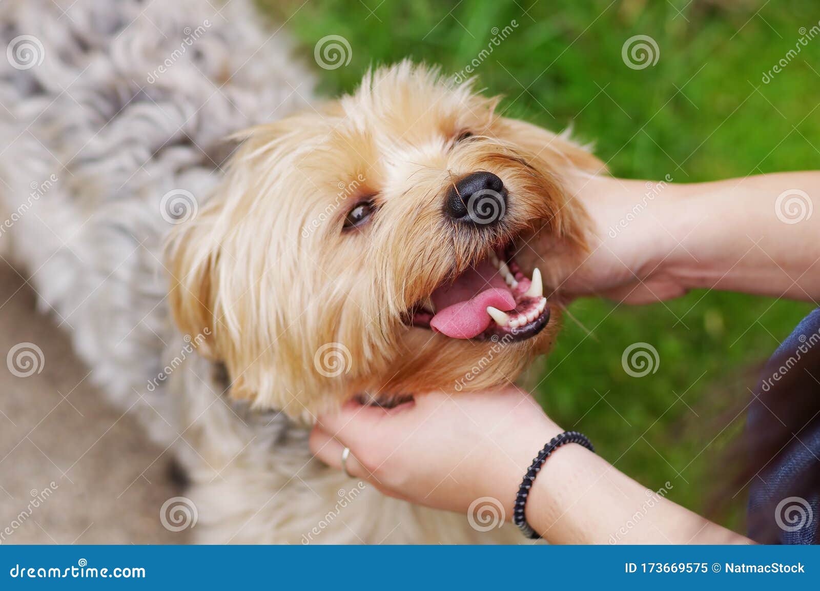 Cute Happy Smiling Yorkshire Terrier Stock Image - Image of smiling ...