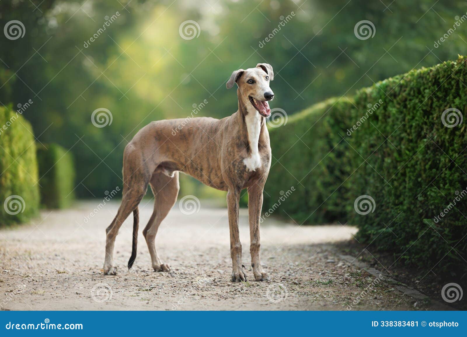 Cute and Happy Young Greyhound Dog Standing in the Park Stock Image ...