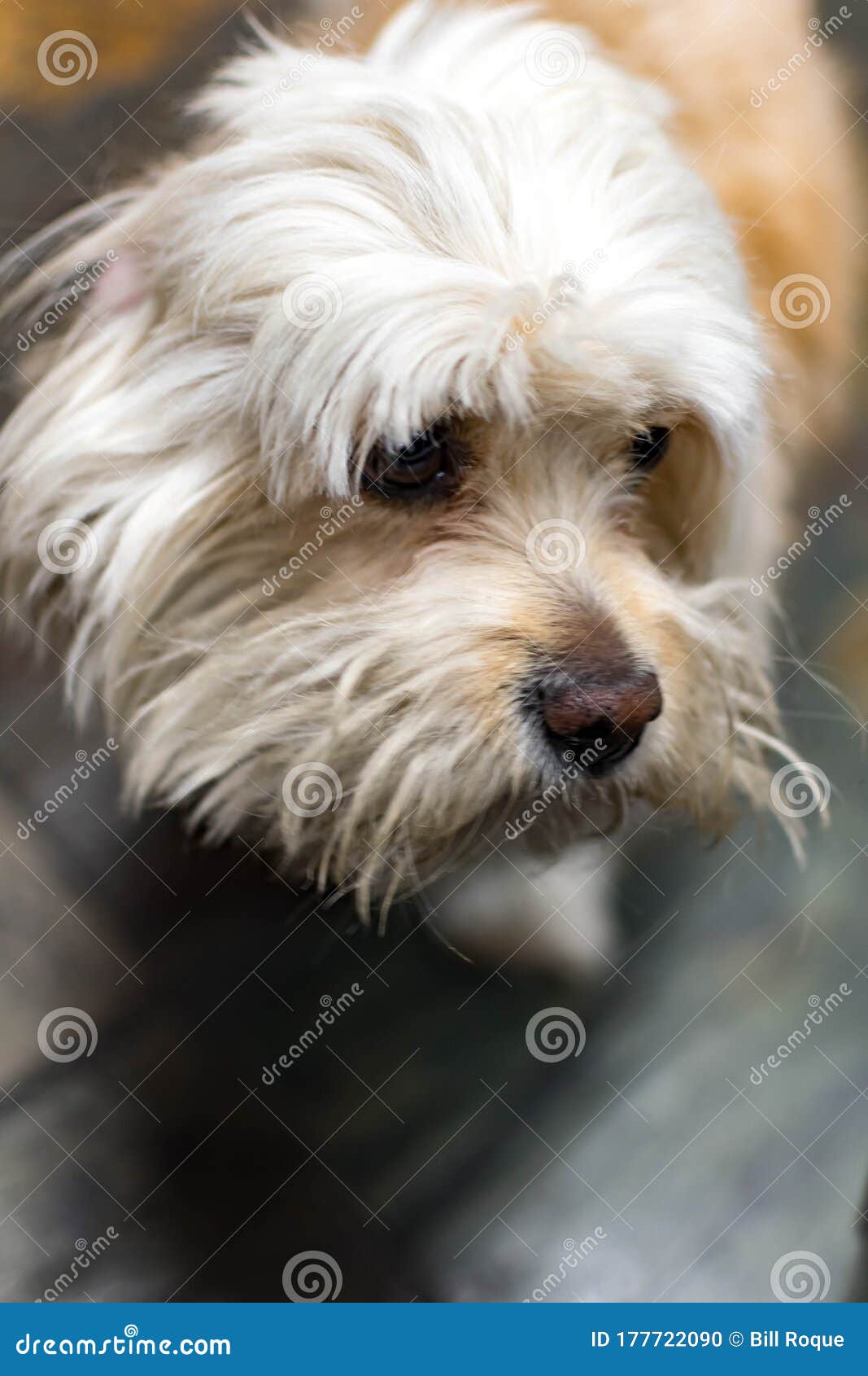 Cute Havanese Dog while Staring at Something. Havanese is the National ...