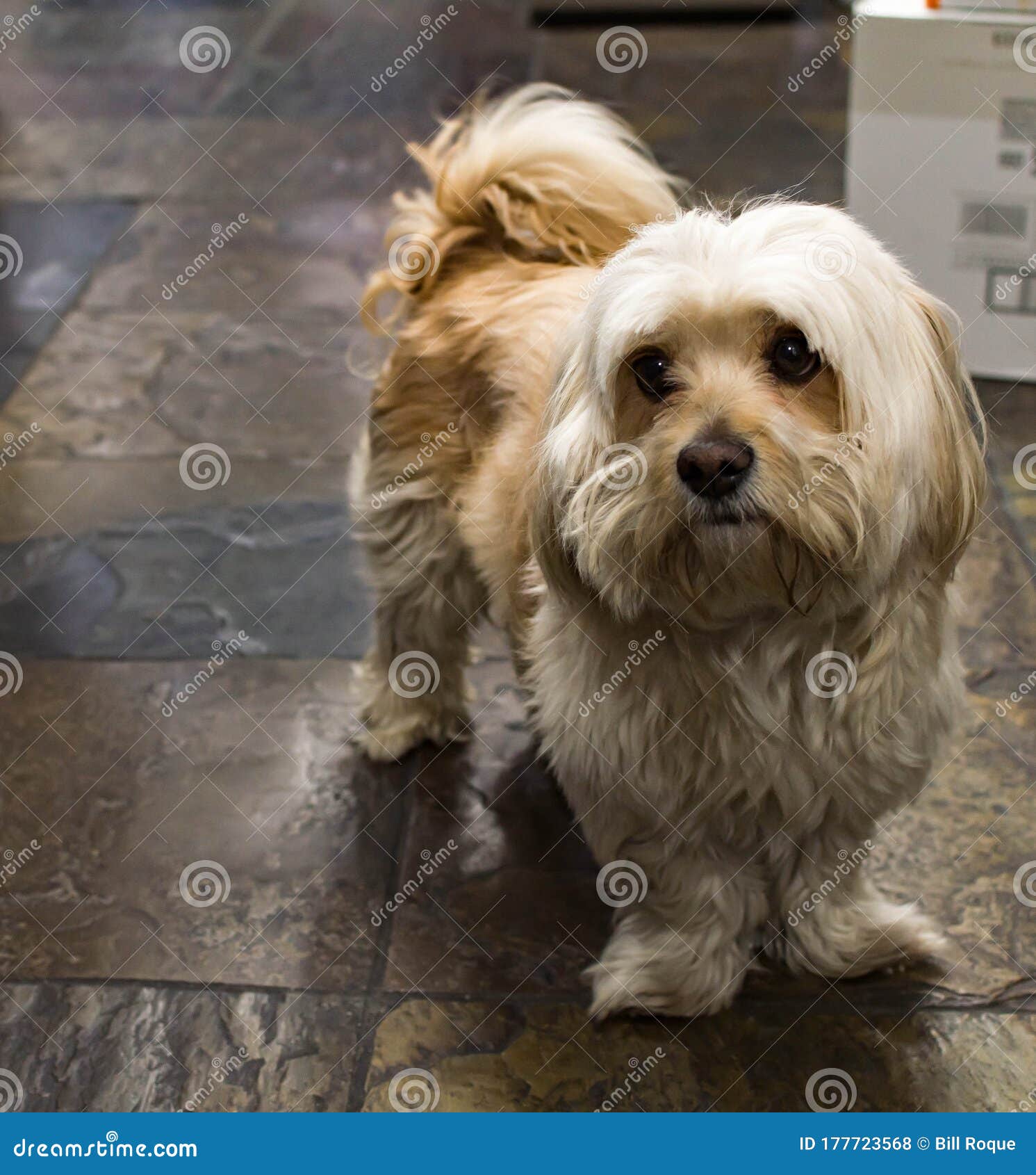 Cute Havanese Dog while Staring at Something. Havanese is the National ...