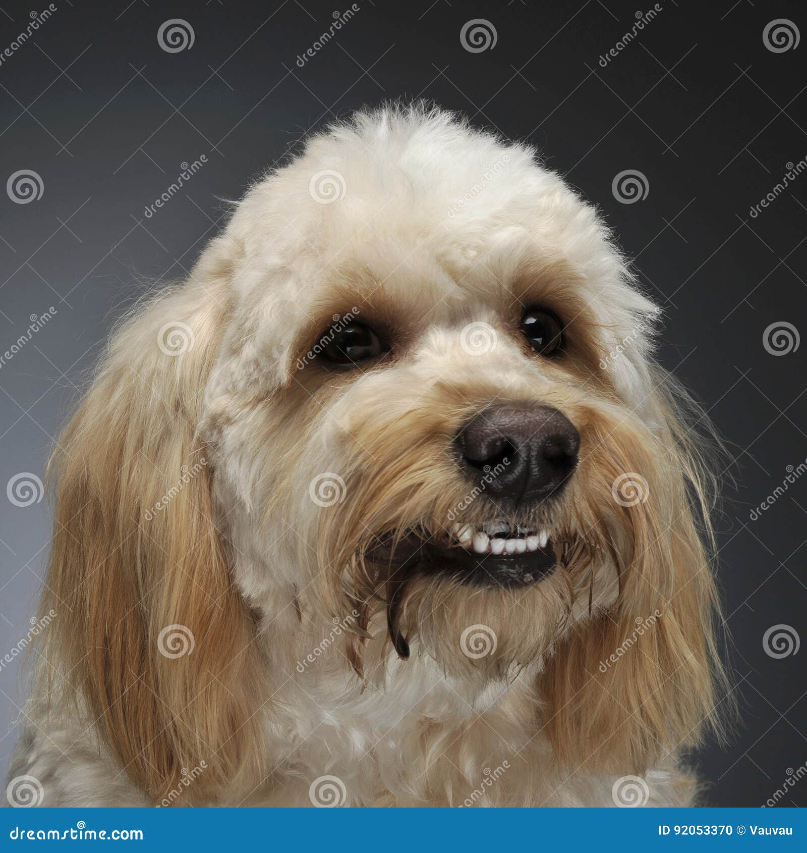 Cute Havanese Portrait in Dark Background Stock Photo - Image of ...