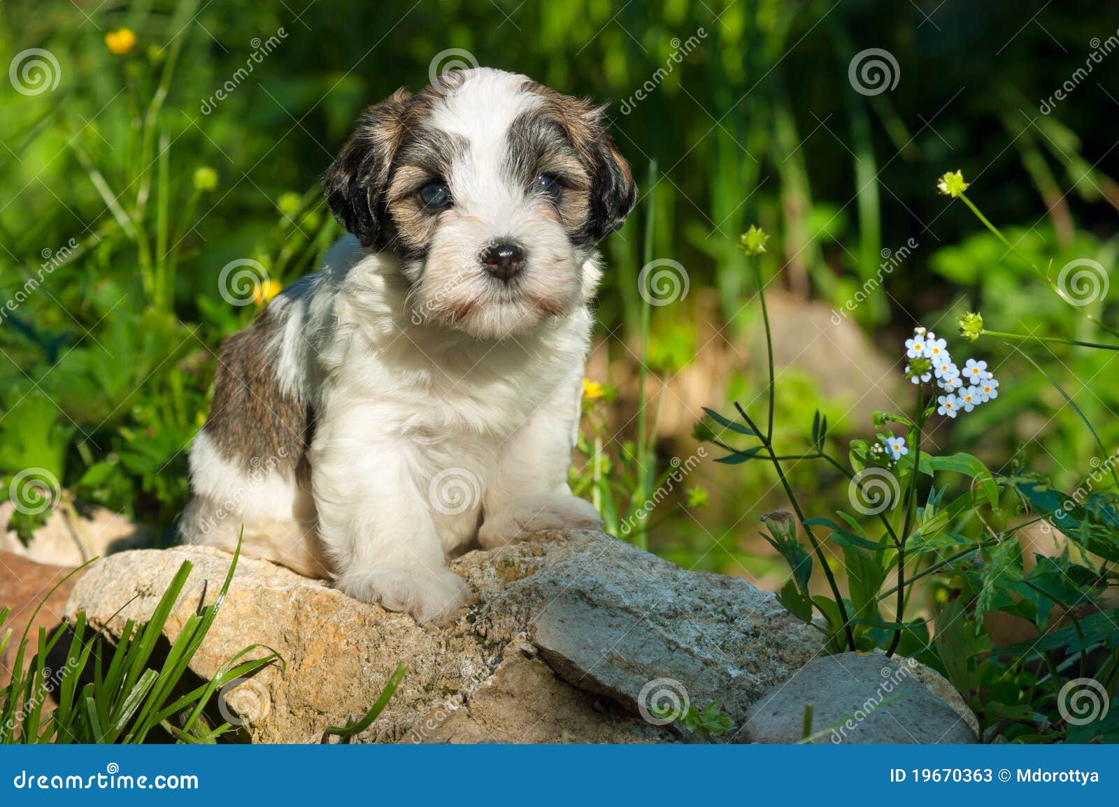 A Cute Havanese Puppy in a Garden Stock Image - Image of blue, havanese ...