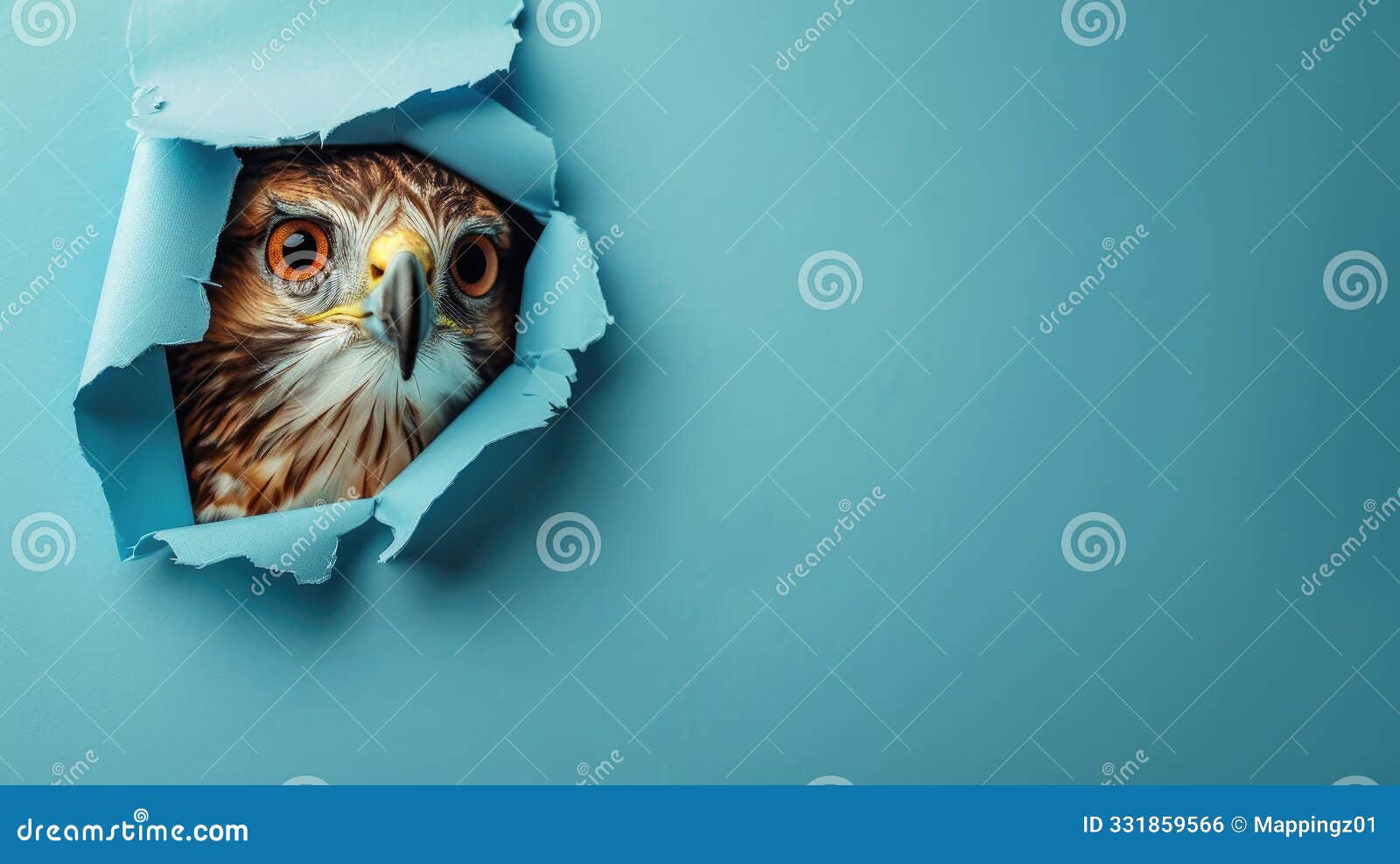 Cute Hawk Peeking through a Hole Stock Illustration - Illustration of ...