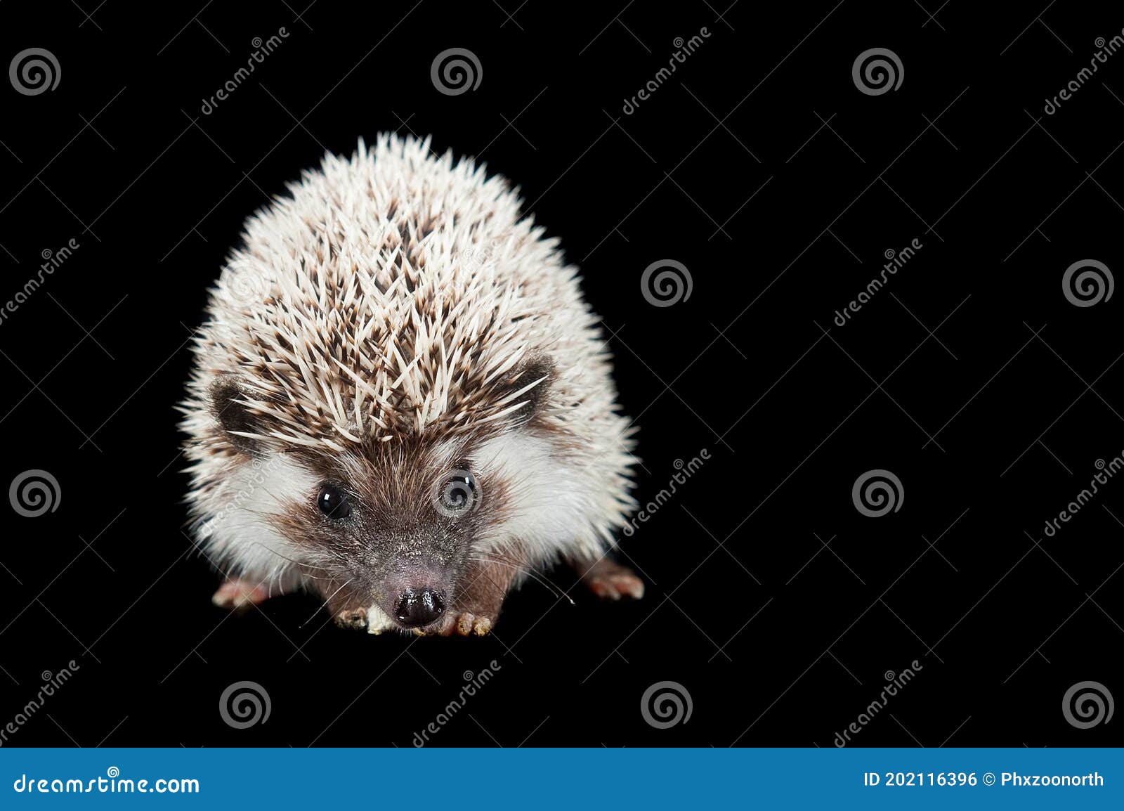 A Cute Hedge Hog Sitting on a Black Studio Backdrop Looking at the ...