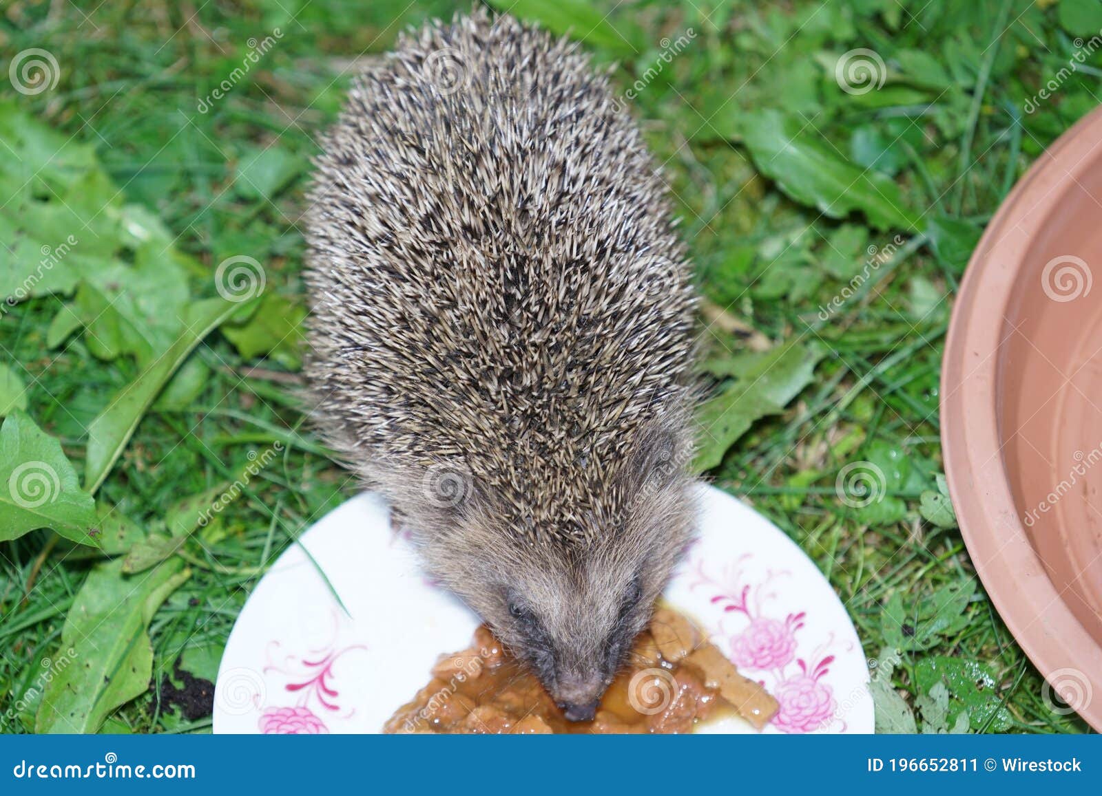 Cute Hedgehog Eating from a Plate Stock Image - Image of hedgehog ...