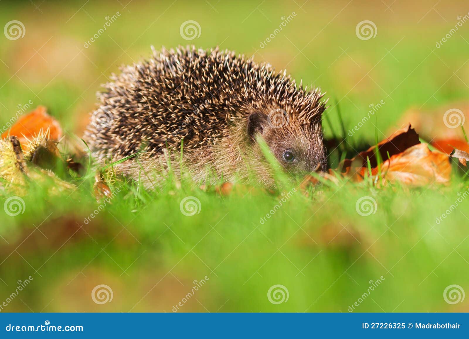 Cute Hedgehog Huddles on the Meadow Stock Image - Image of look, cower ...