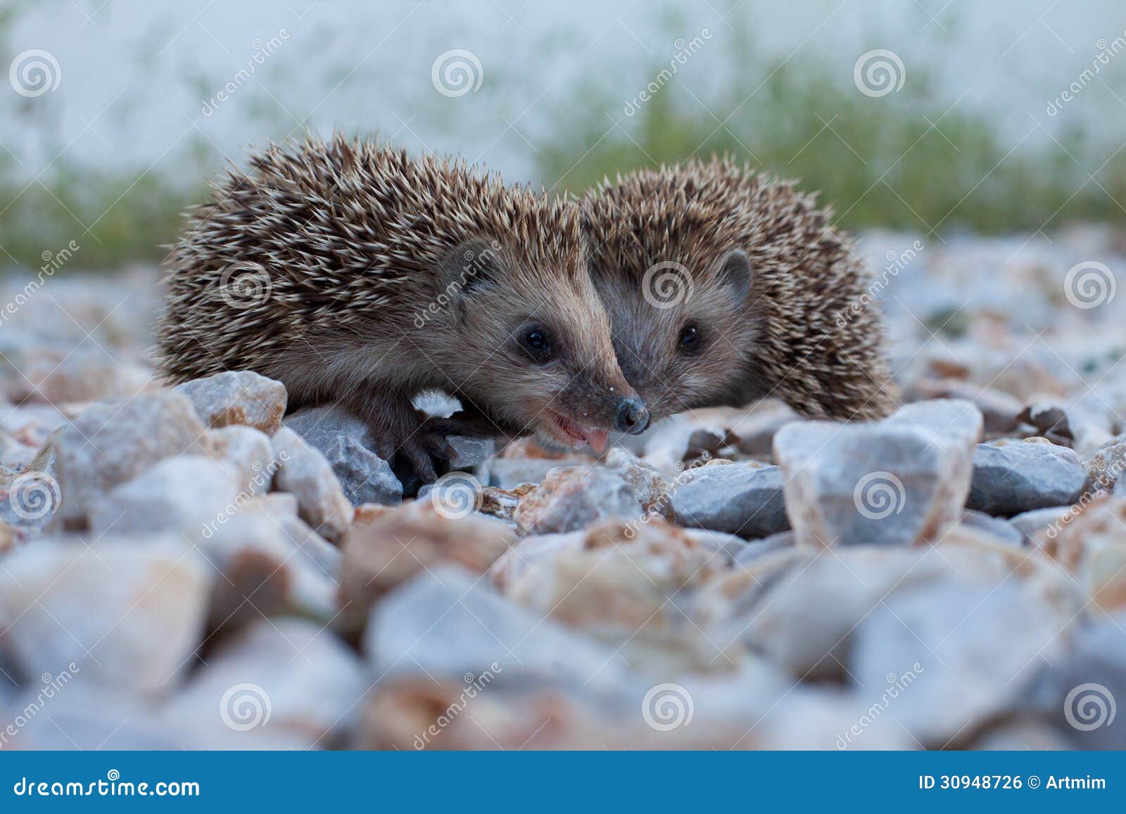 Cute hedgehog, wildlife stock photo. Image of color, small - 30948726