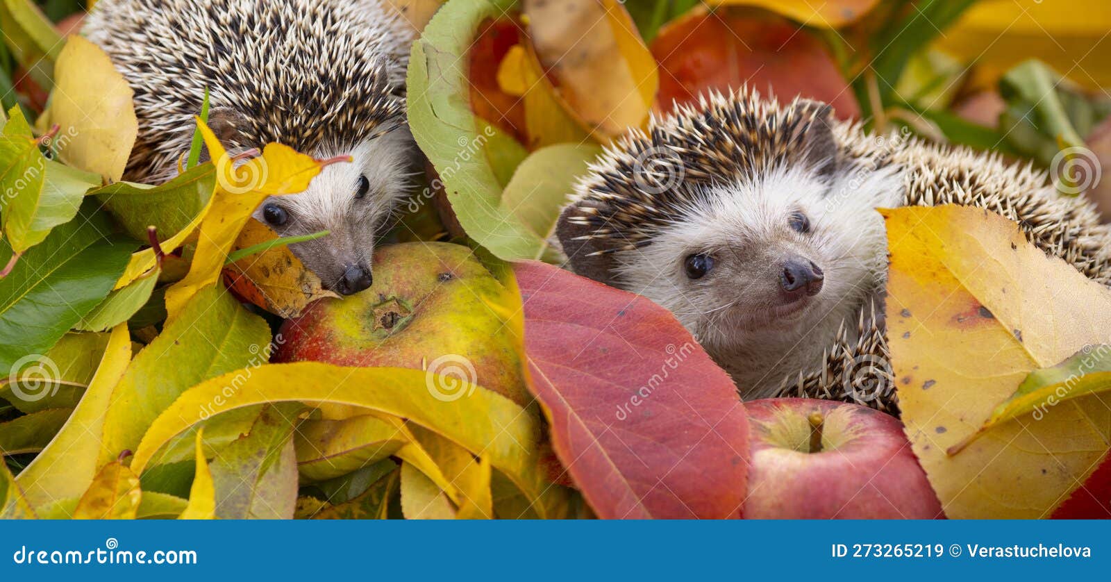 Cute Hedgehogs in the Garden - Nice Autumnal Picture Stock Image ...