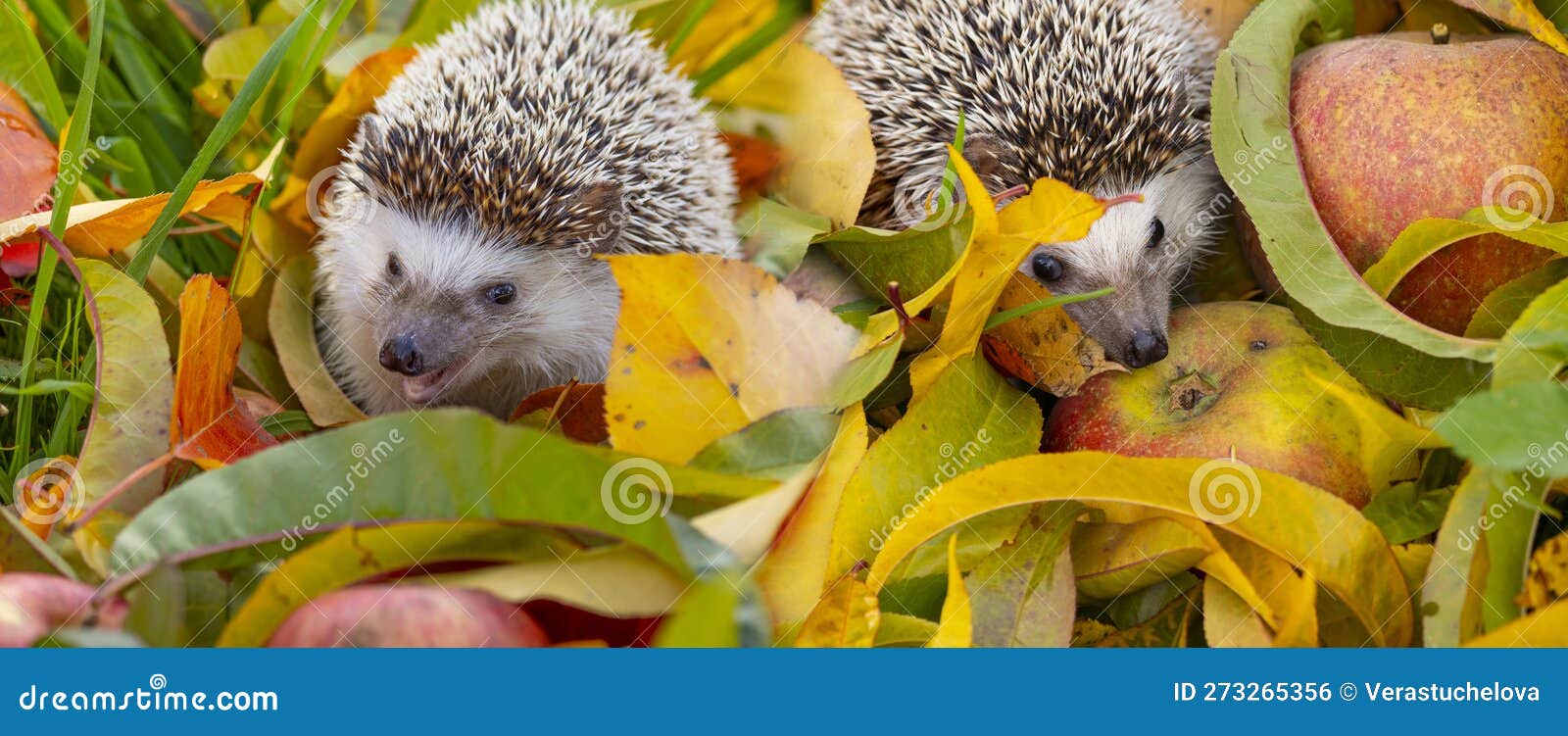 Cute Hedgehogs in the Garden - Nice Autumnal Picture Stock Photo ...