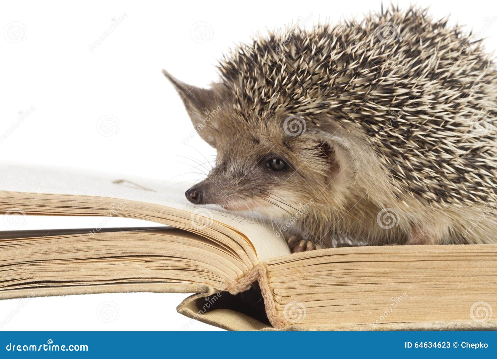 Cute Hedgehogs Read Book Isolate White Stock Image - Image of book ...
