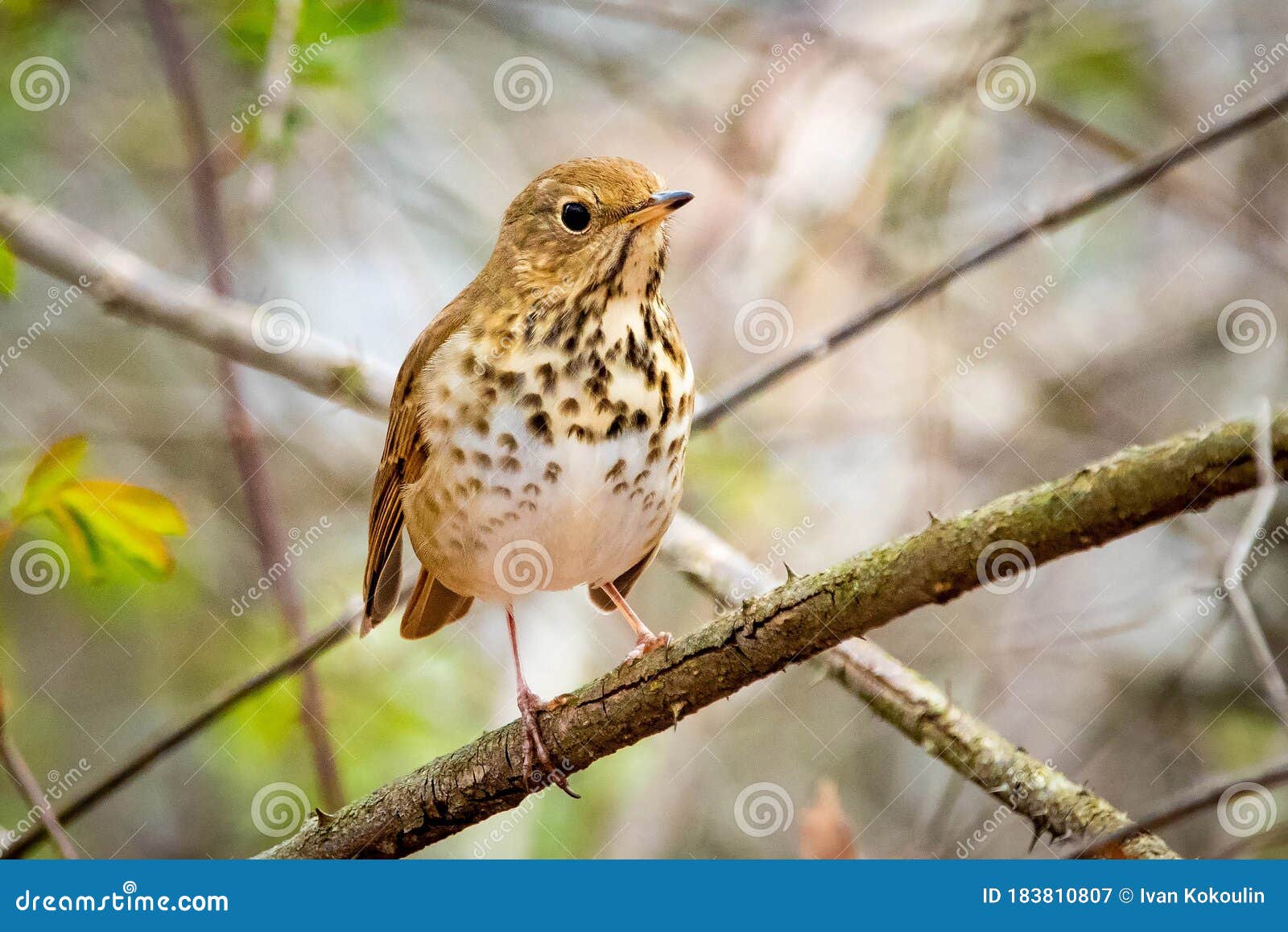 Cute Hermit Thrush Bird Close Up Portrait Stock Image - Image of canada ...