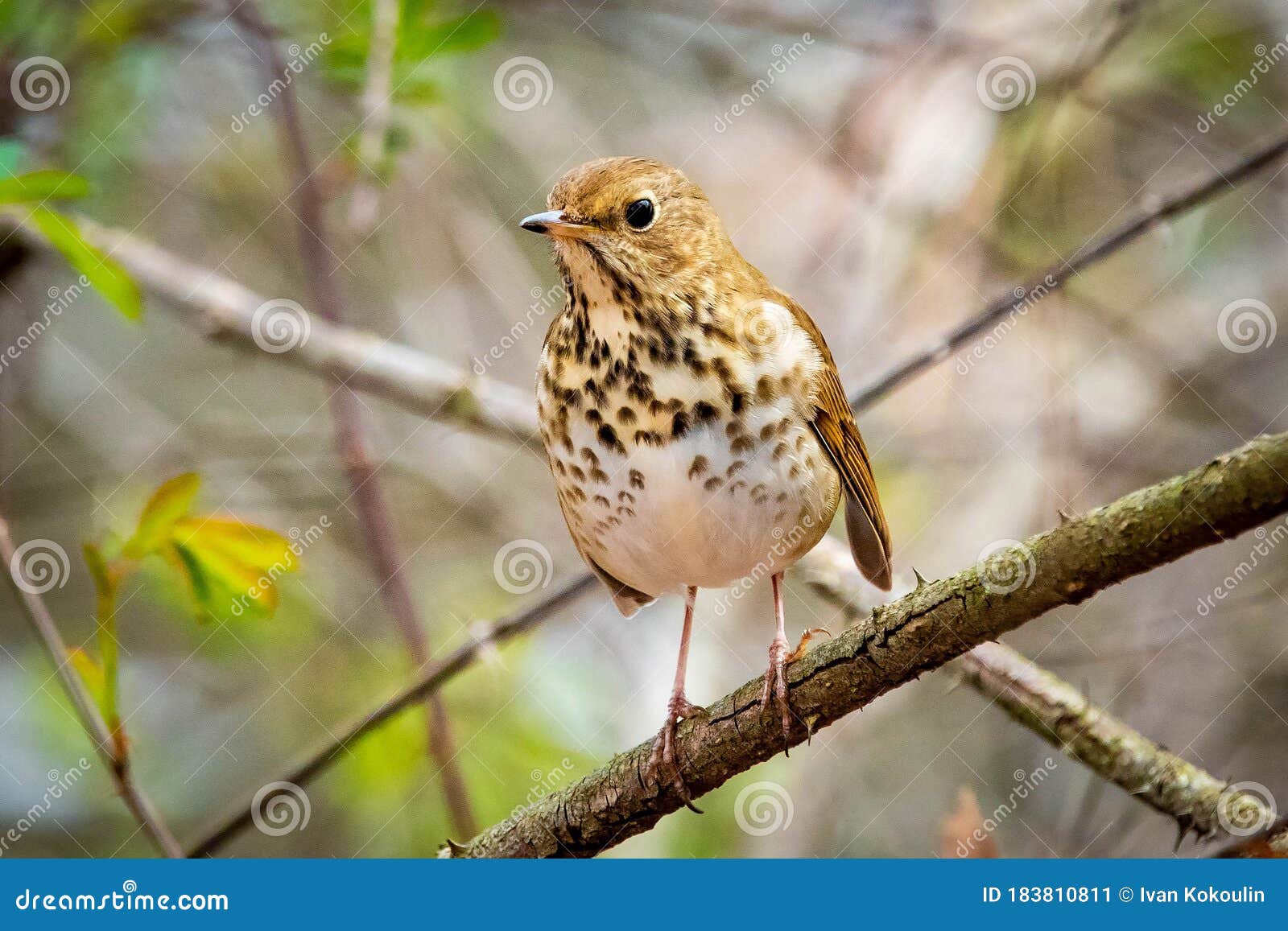 Cute Hermit Thrush Bird Close Up Portrait Stock Image - Image of ...