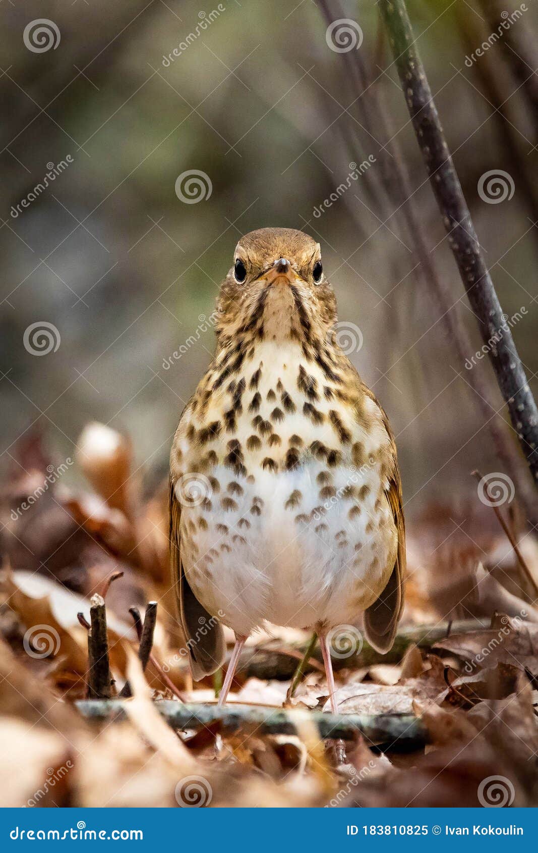 Cute Hermit Thrush Bird Close Up Portrait Stock Image - Image of brown ...