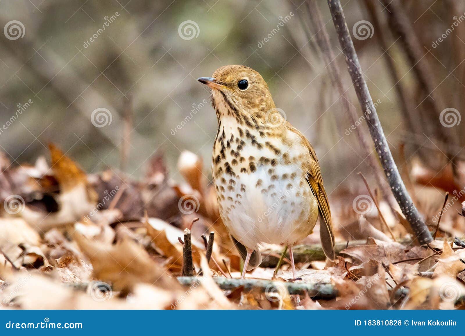 Cute Hermit Thrush Bird Close Up Portrait Stock Photo - Image of ...