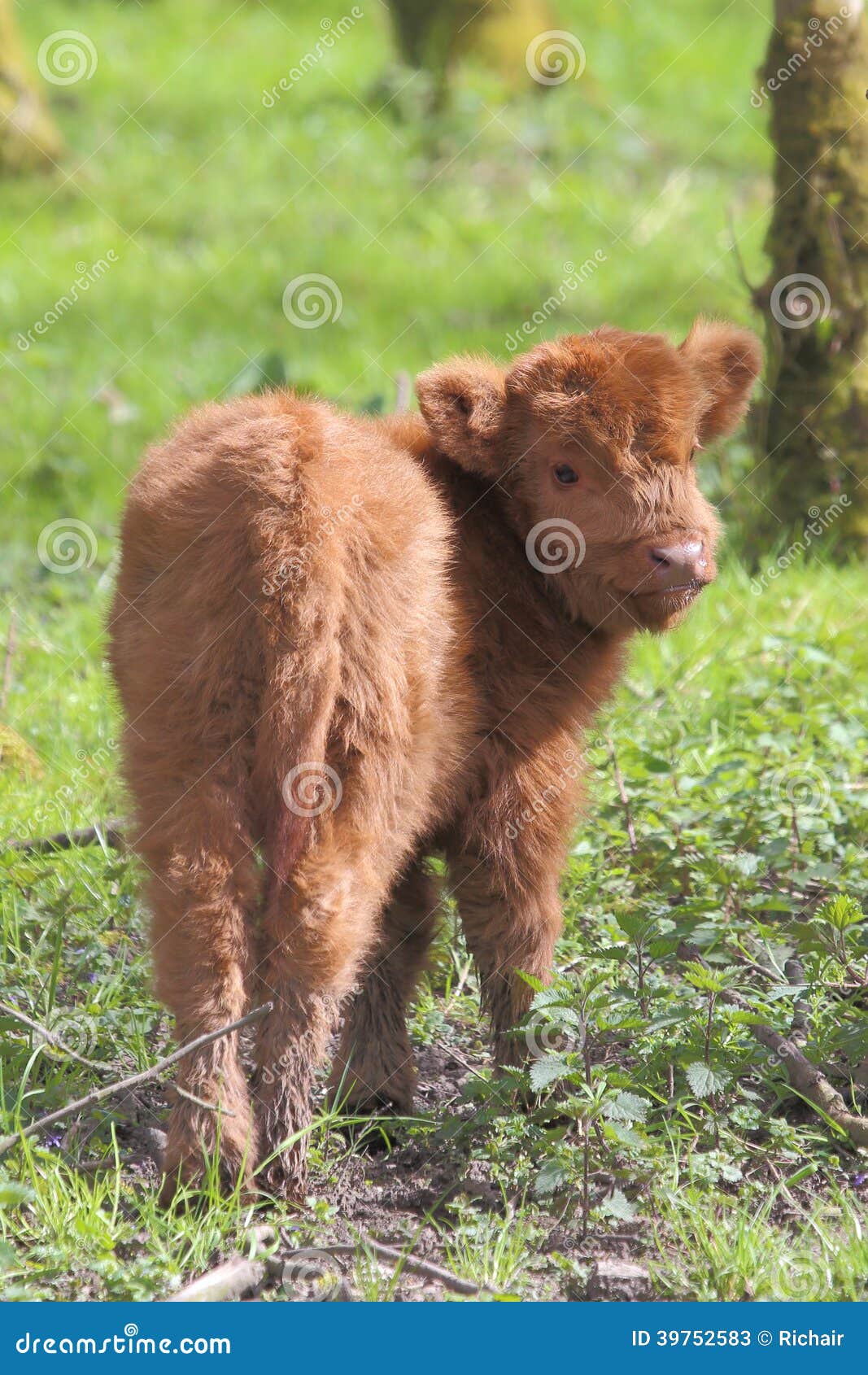 Cute Highland Calf Looking Back Stock Image - Image of closeup, calves ...