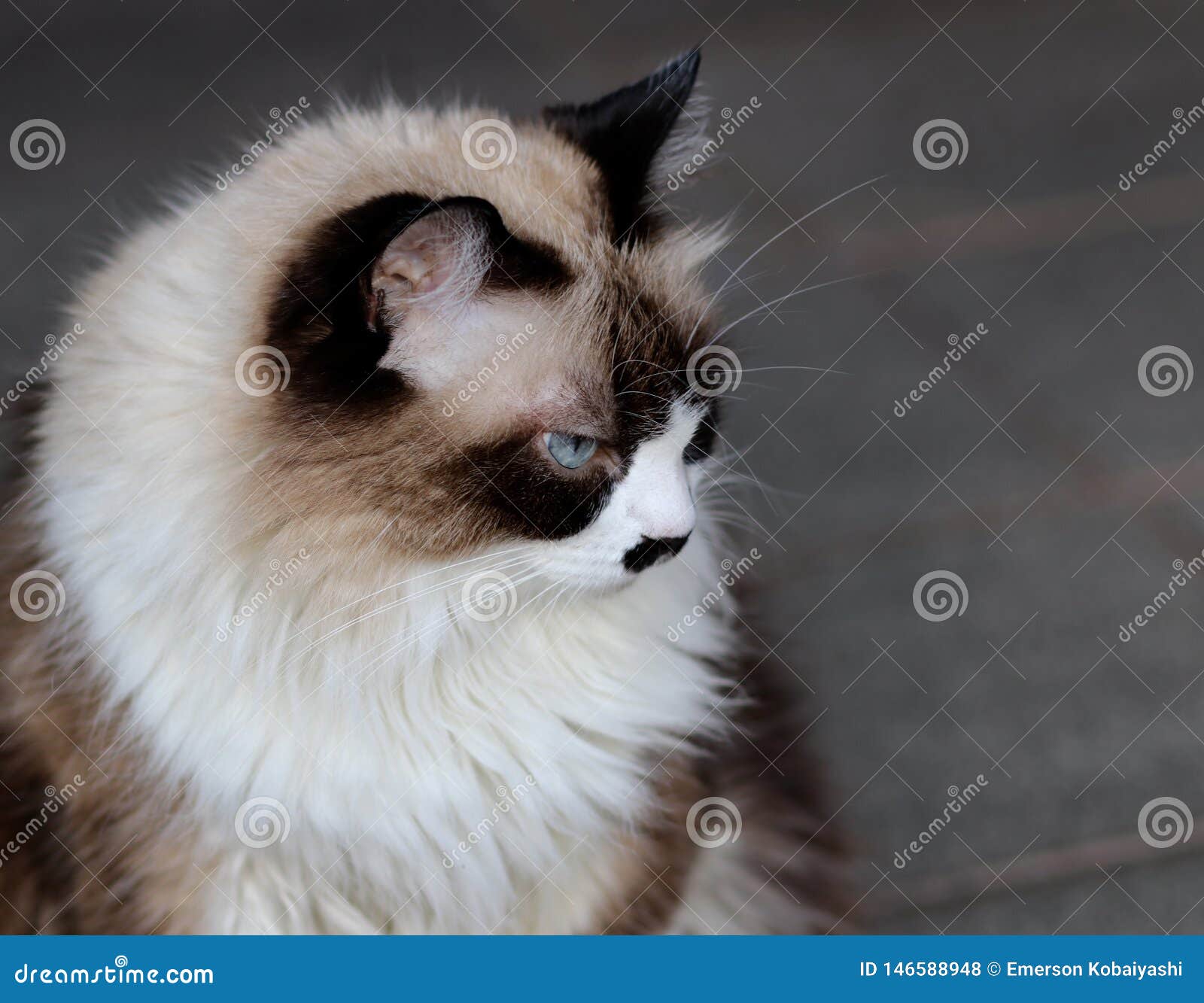 Himalayan cat stock photo. Image of looking, cute, himalayan - 146588948