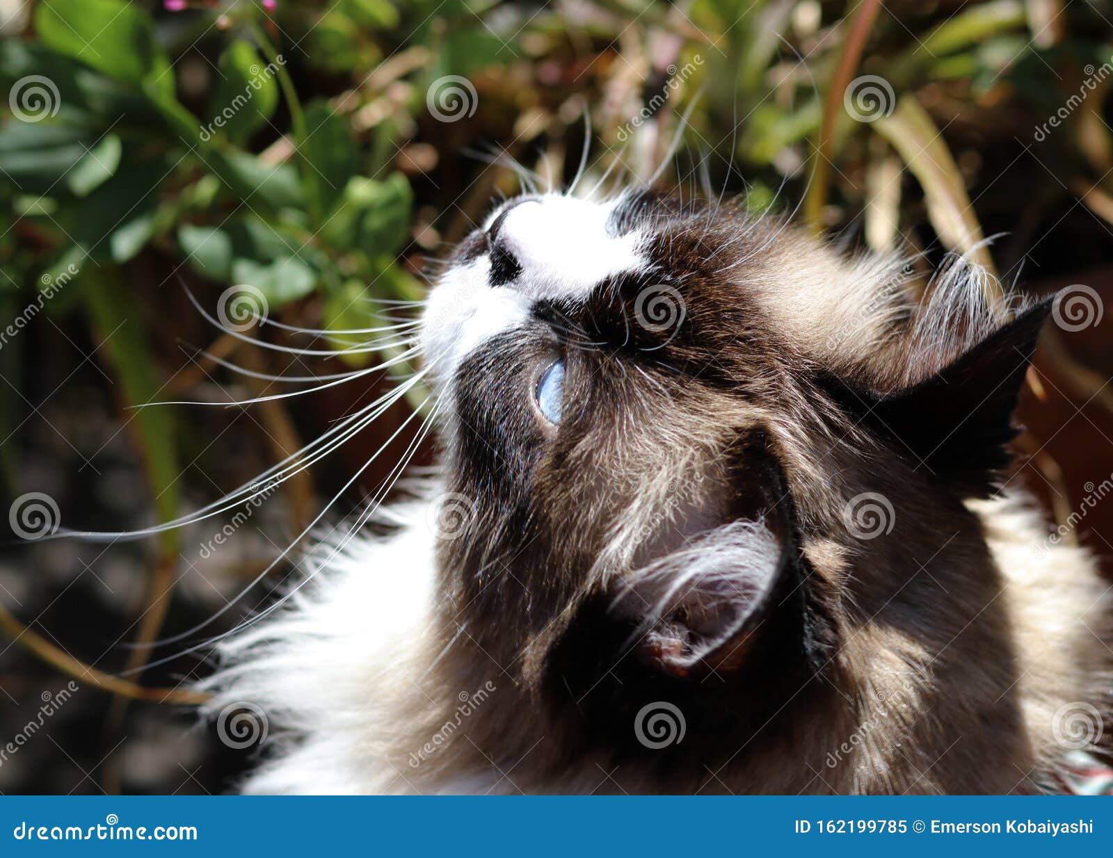 Cute himalayan cat stock image. Image of domestic, softness - 162199785