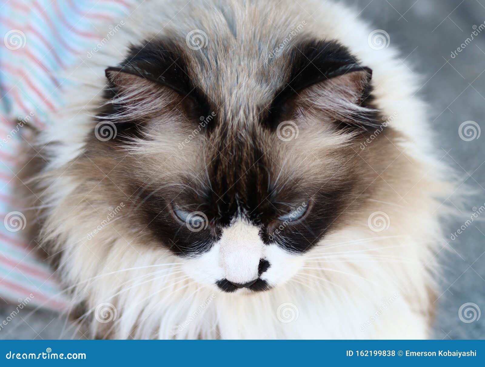 Cute himalayan cat stock photo. Image of whiskers, fluffy - 162199838