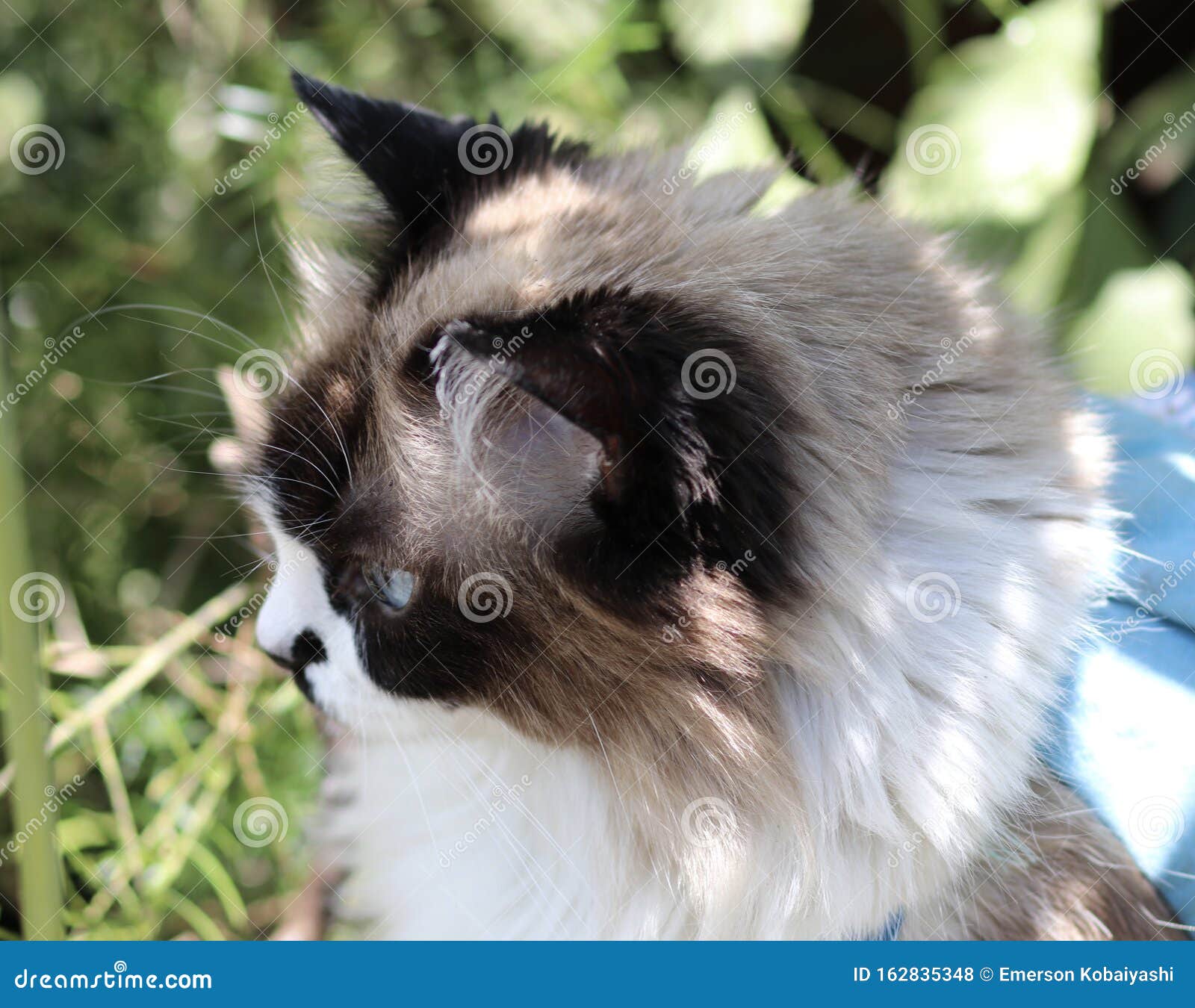 Cute himalayan cat stock photo. Image of furry, garden - 162835348