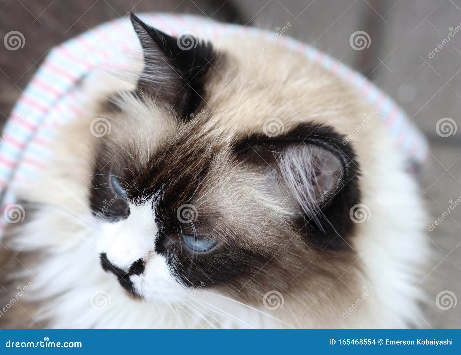 Cute himalayan cat stock photo. Image of himalayan, fluffy - 165468554