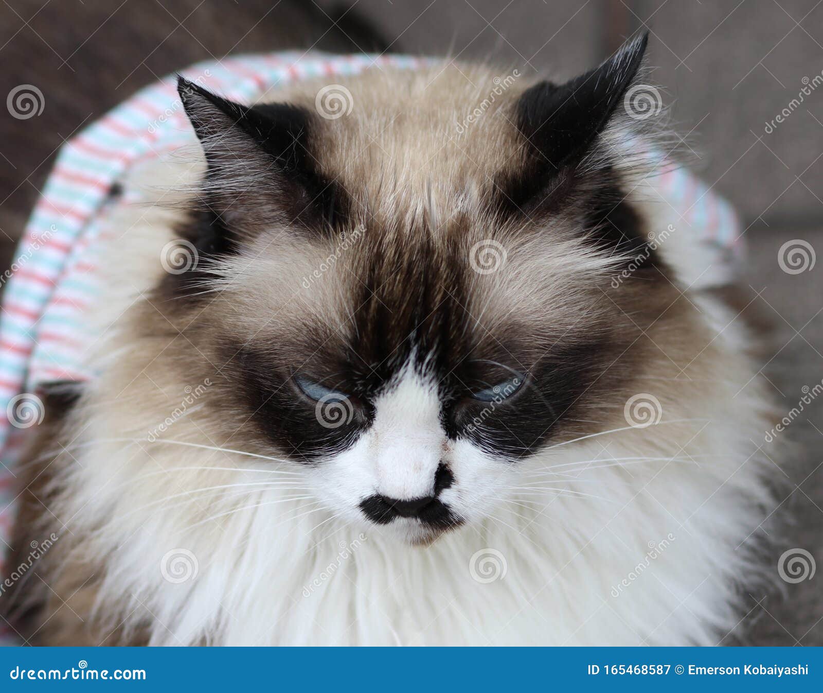 Cute himalayan cat stock image. Image of eyes, friend - 165468587