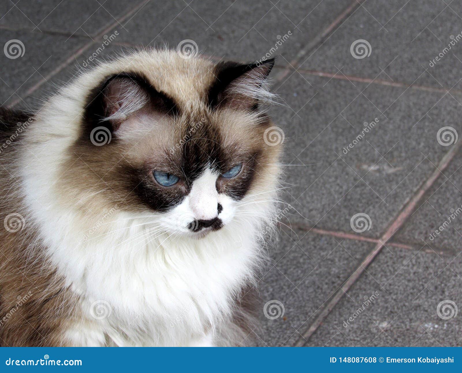 Cute himalayan cat stock photo. Image of blue, cute - 148087608