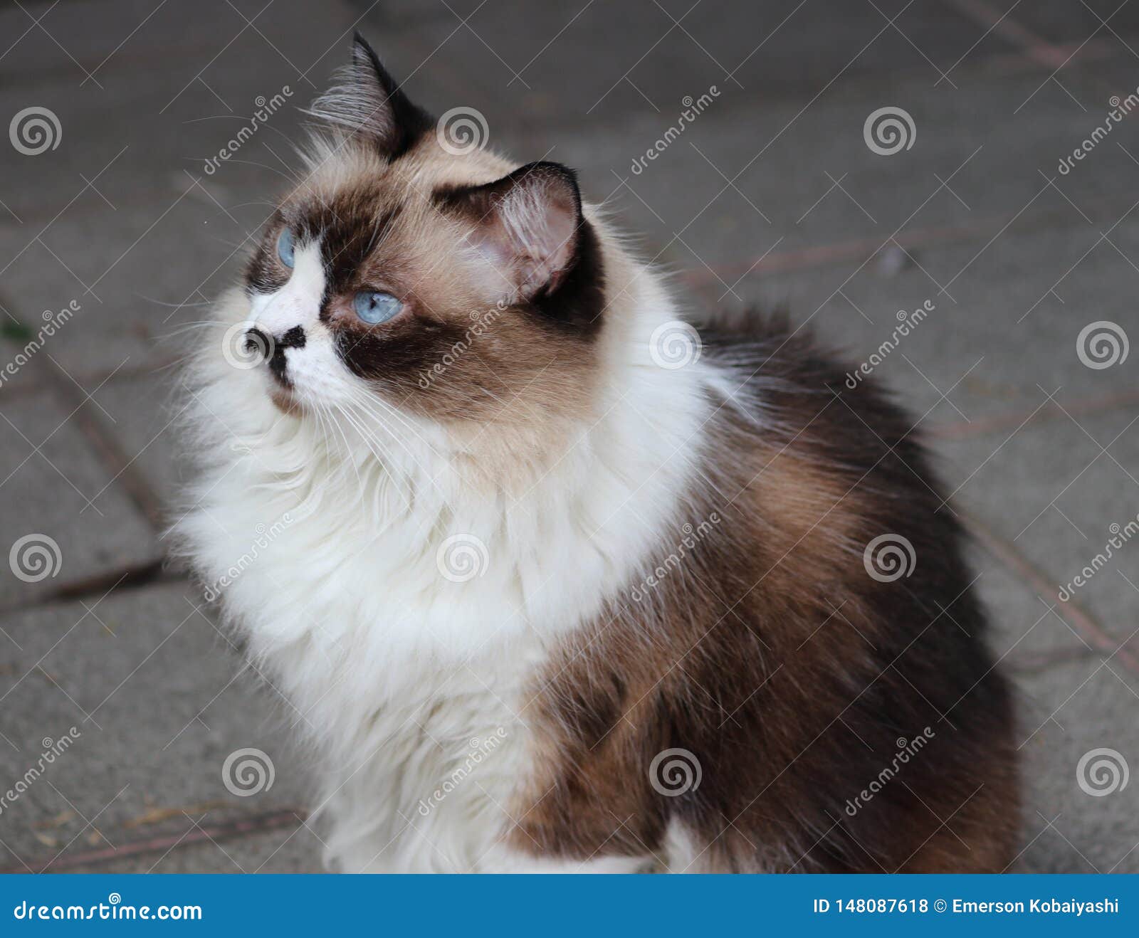 Cute himalayan cat stock photo. Image of domestic, cute - 148087618