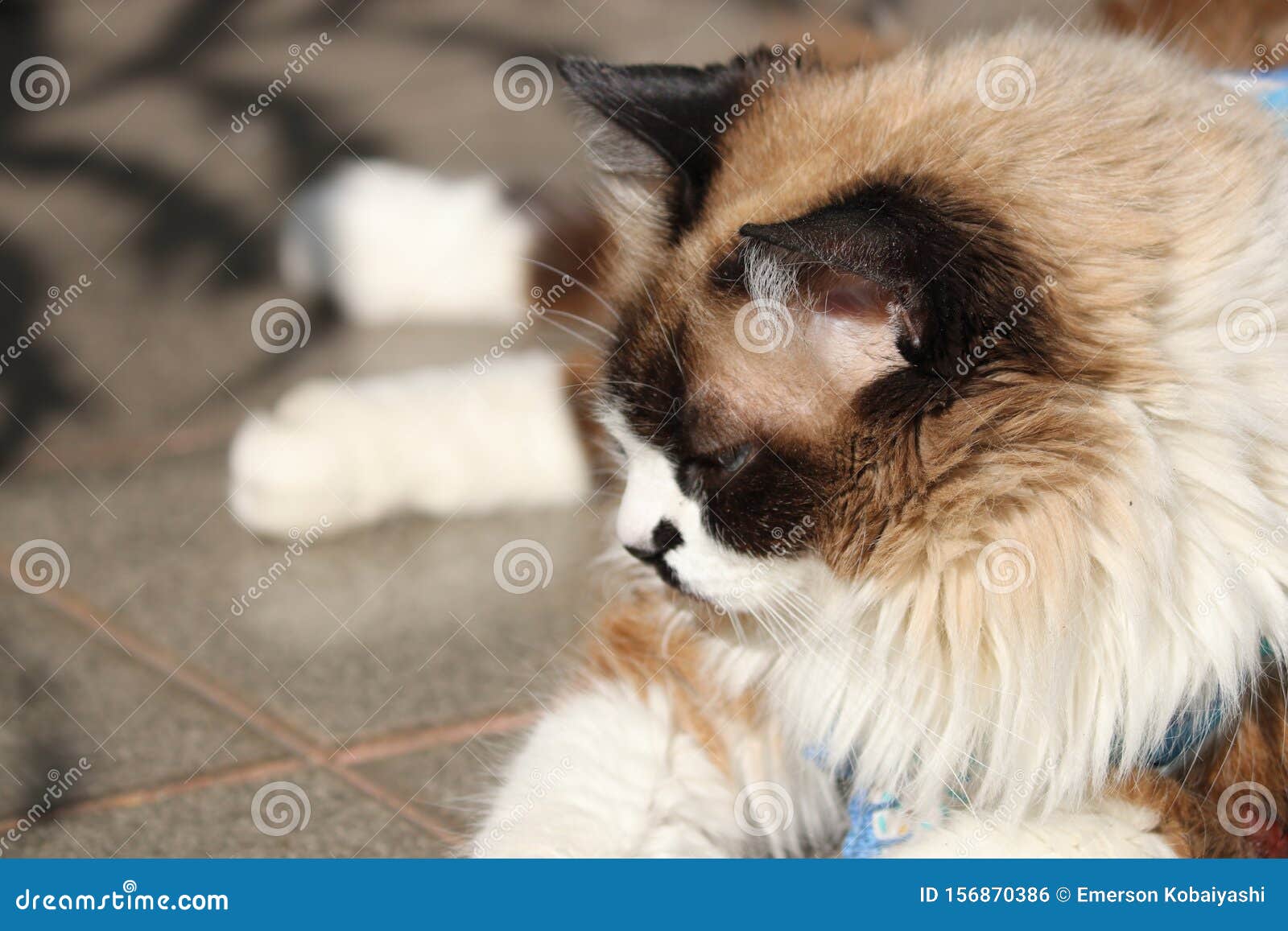 Cute himalayan cat stock photo. Image of backyard, sunny - 156870386