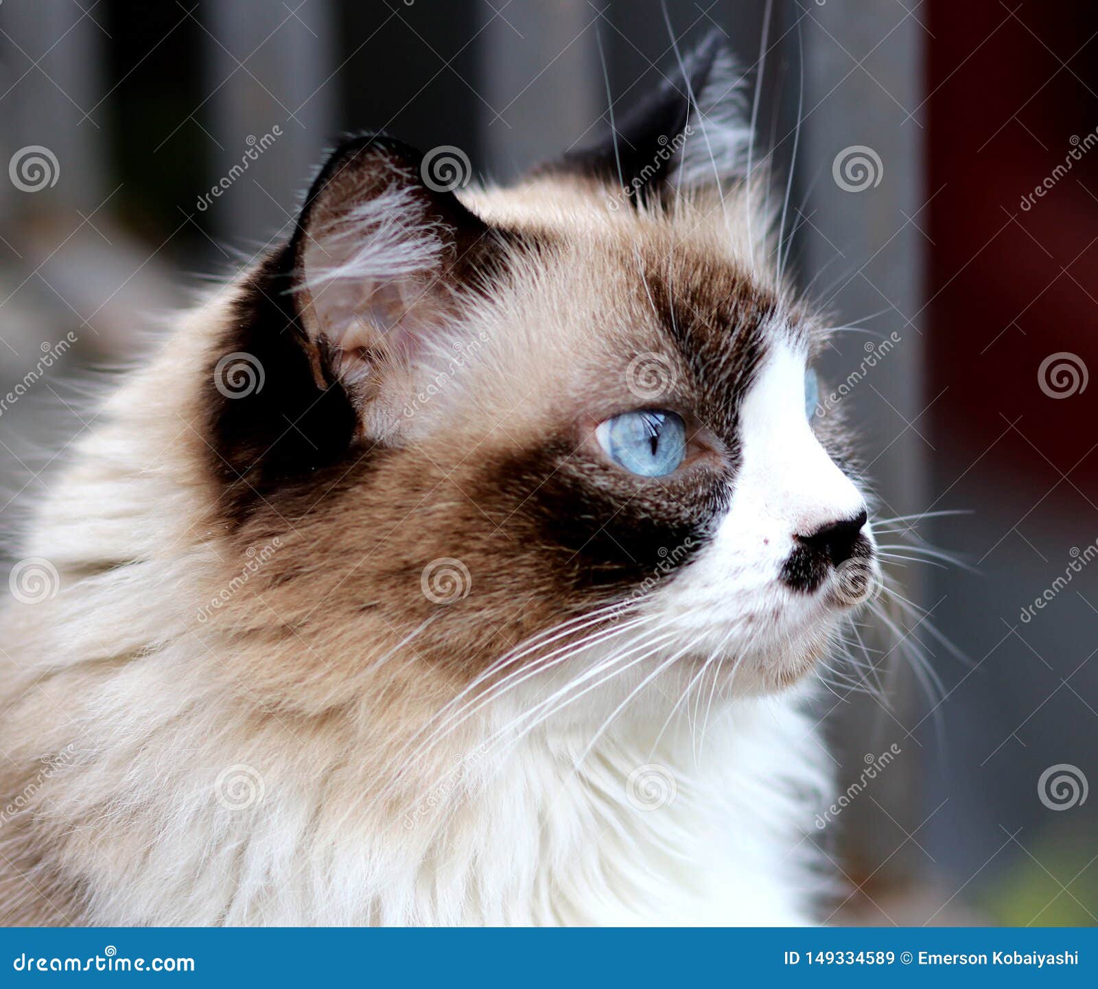 Cute himalayan cat stock image. Image of head, outdoors - 149334589