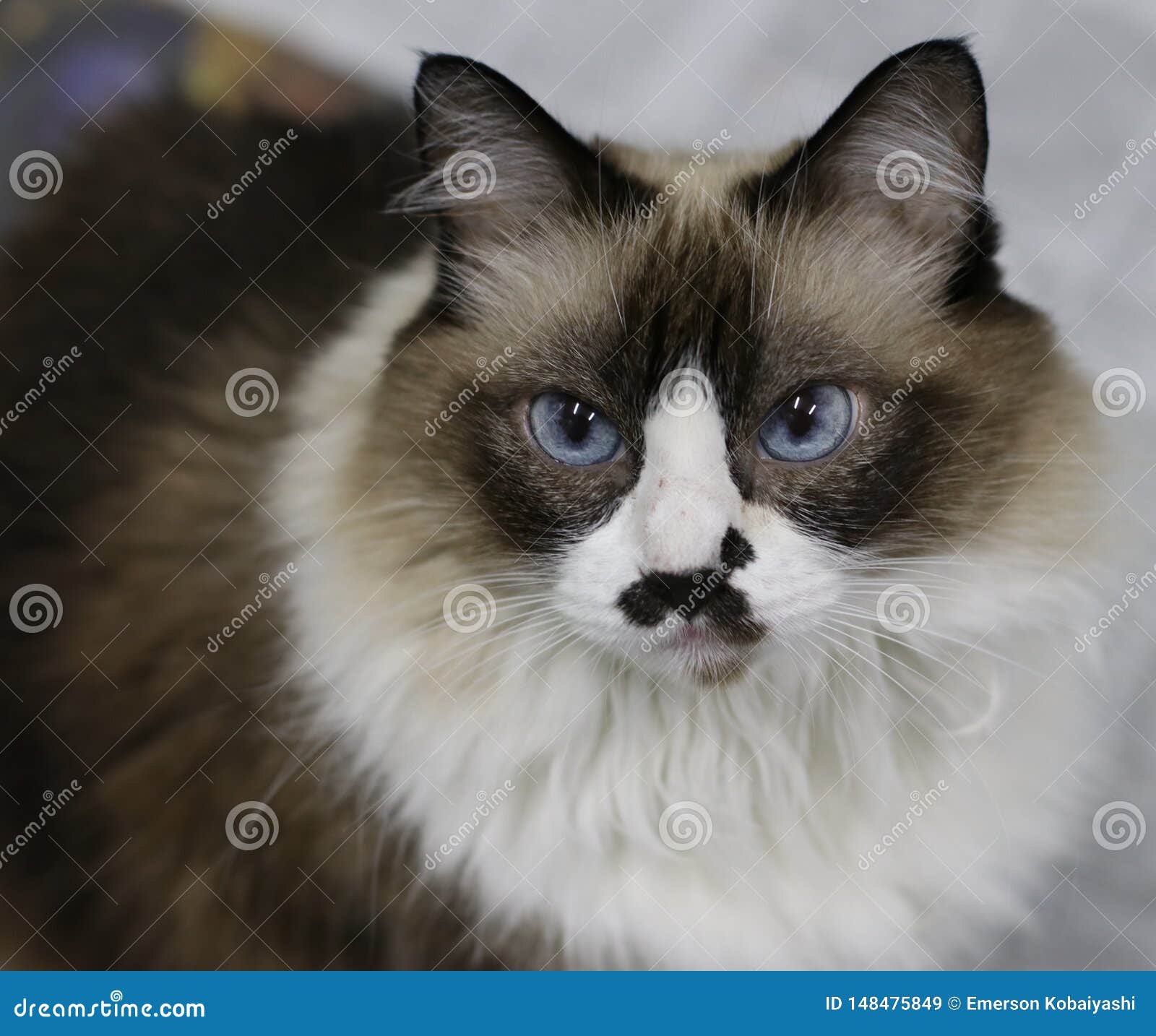 Cute himalayan cat stock image. Image of fluffy, eyes - 148475849