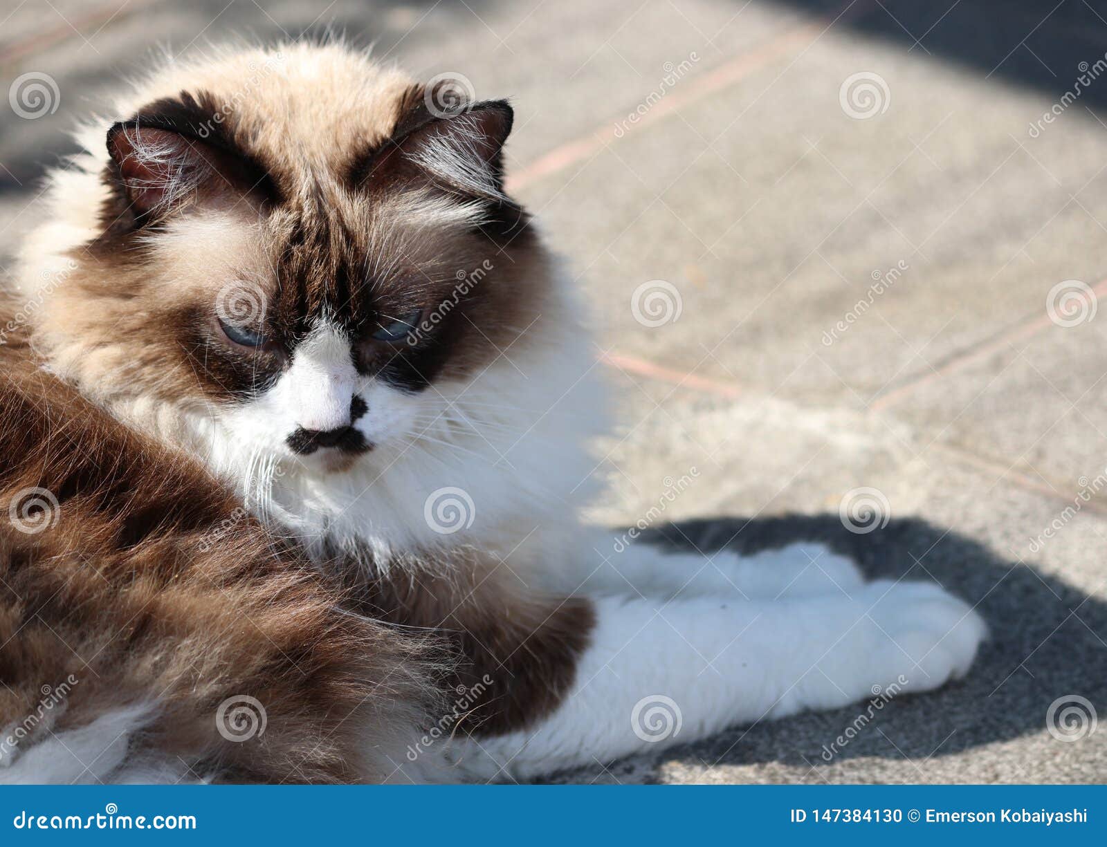 Cute himalayan cat stock photo. Image of cute, domestic - 147384130