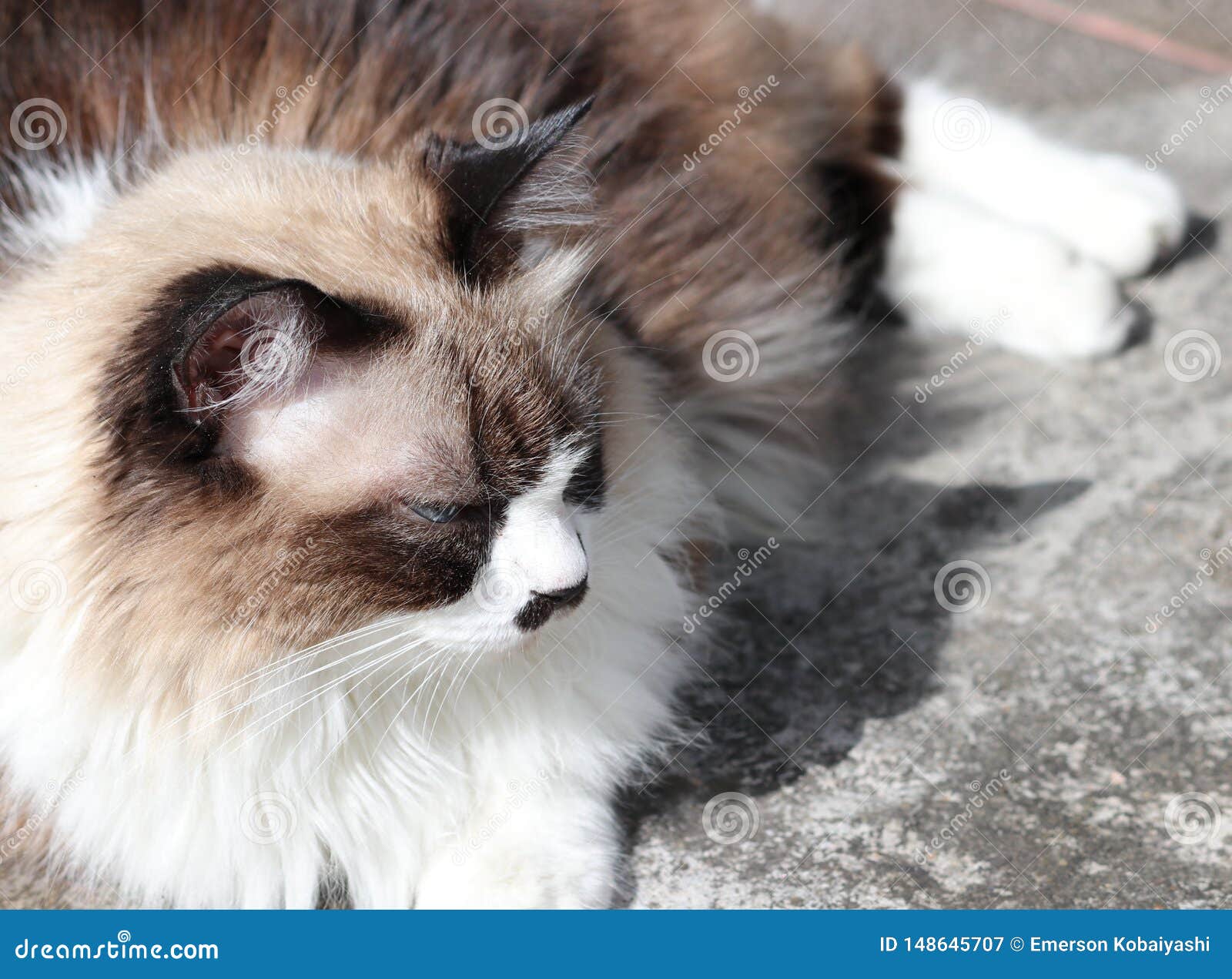 Cute himalayan cat stock image. Image of cute, furry - 148645707