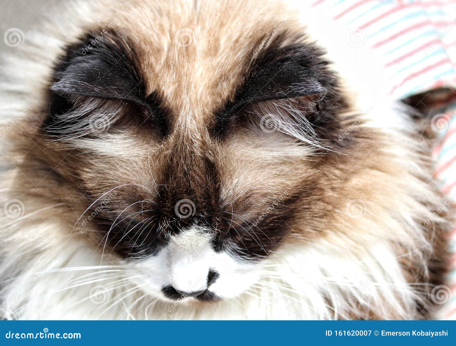 Cute himalayan cat stock image. Image of sunbathing - 161620007
