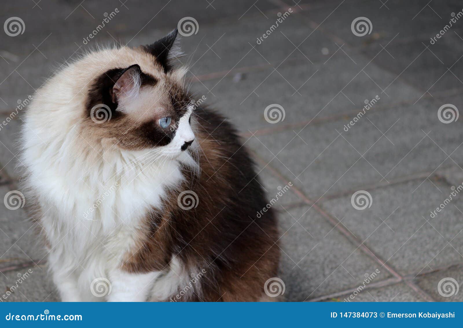 Cute himalayan cat stock image. Image of furry, outdoors - 147384073