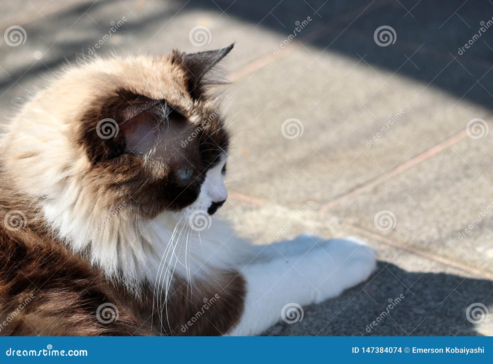 Cute himalayan cat stock photo. Image of sunbath, himalayan - 147384074