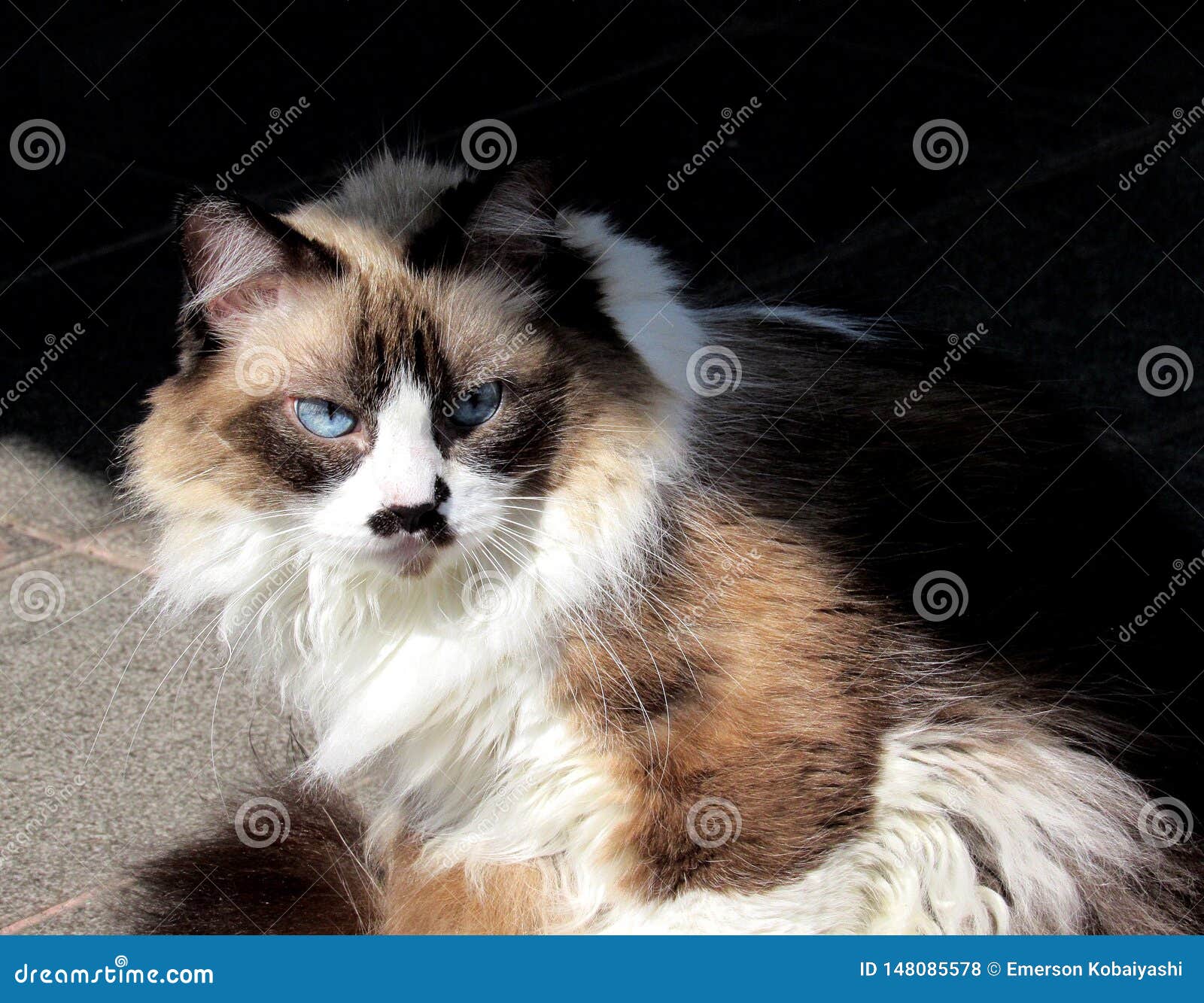 Cute himalayan cat stock photo. Image of eyes, sunbathing - 148085578