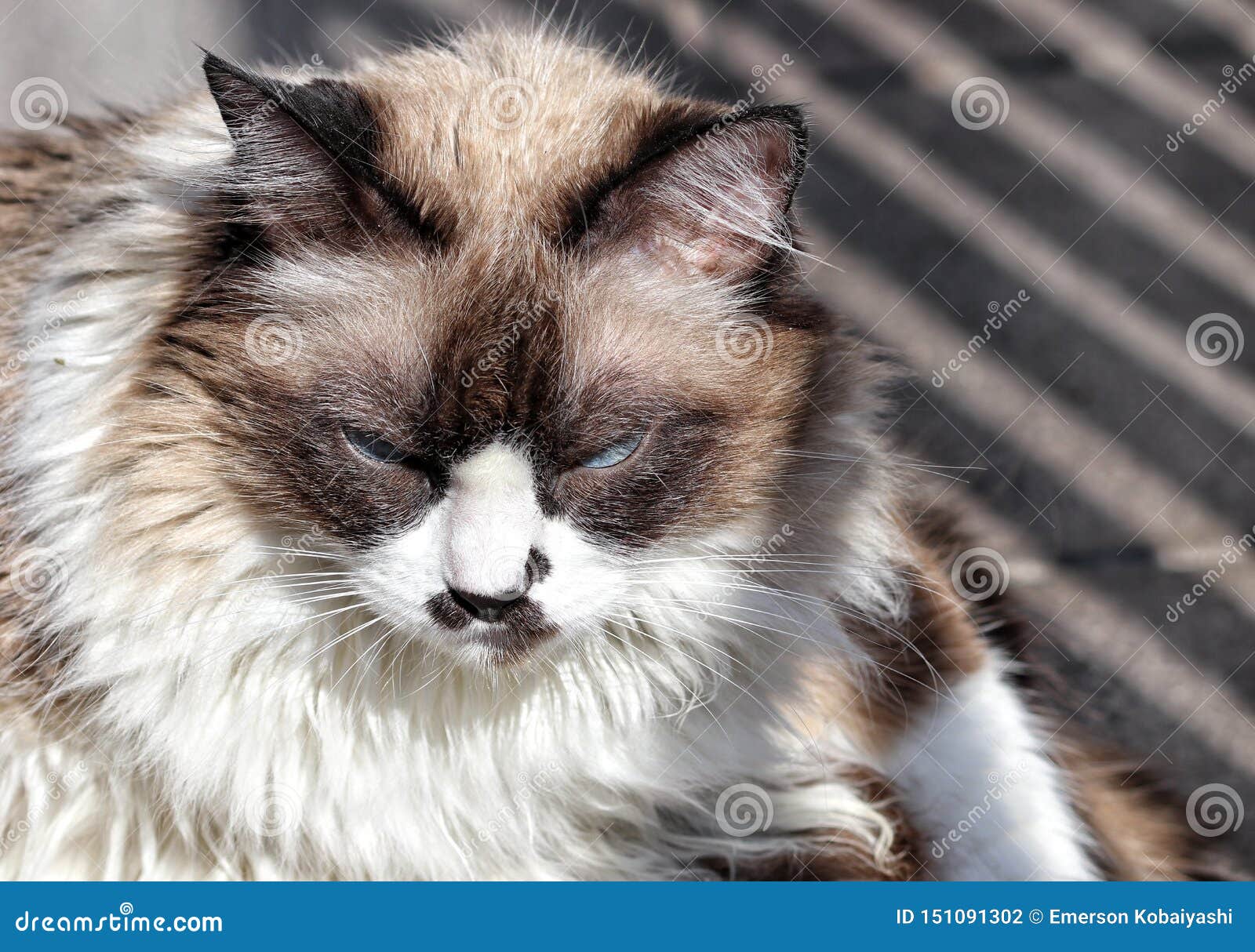 Cute himalayan cat stock photo. Image of sunbathing - 151091302