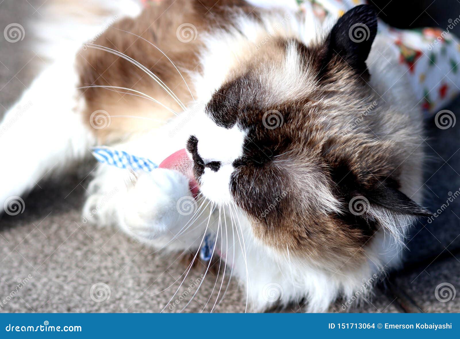Cute himalayan cat stock photo. Image of daytime, sunny - 151713064