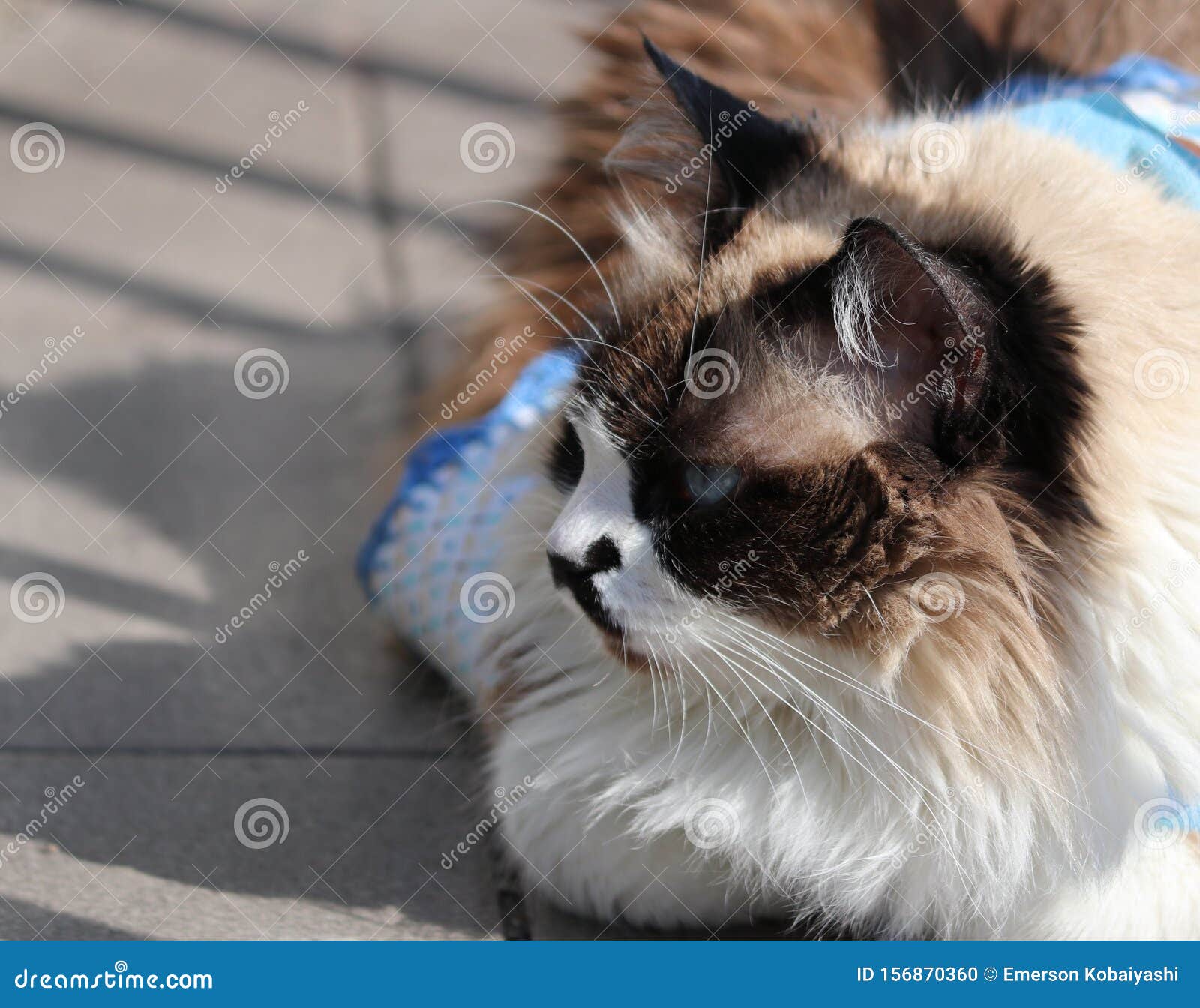 Cute himalayan cat stock photo. Image of fluffy, furry - 156870360