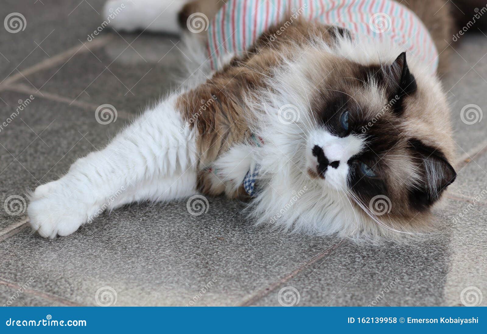 Cute himalayan cat stock photo. Image of cute, sunbathing - 162139958