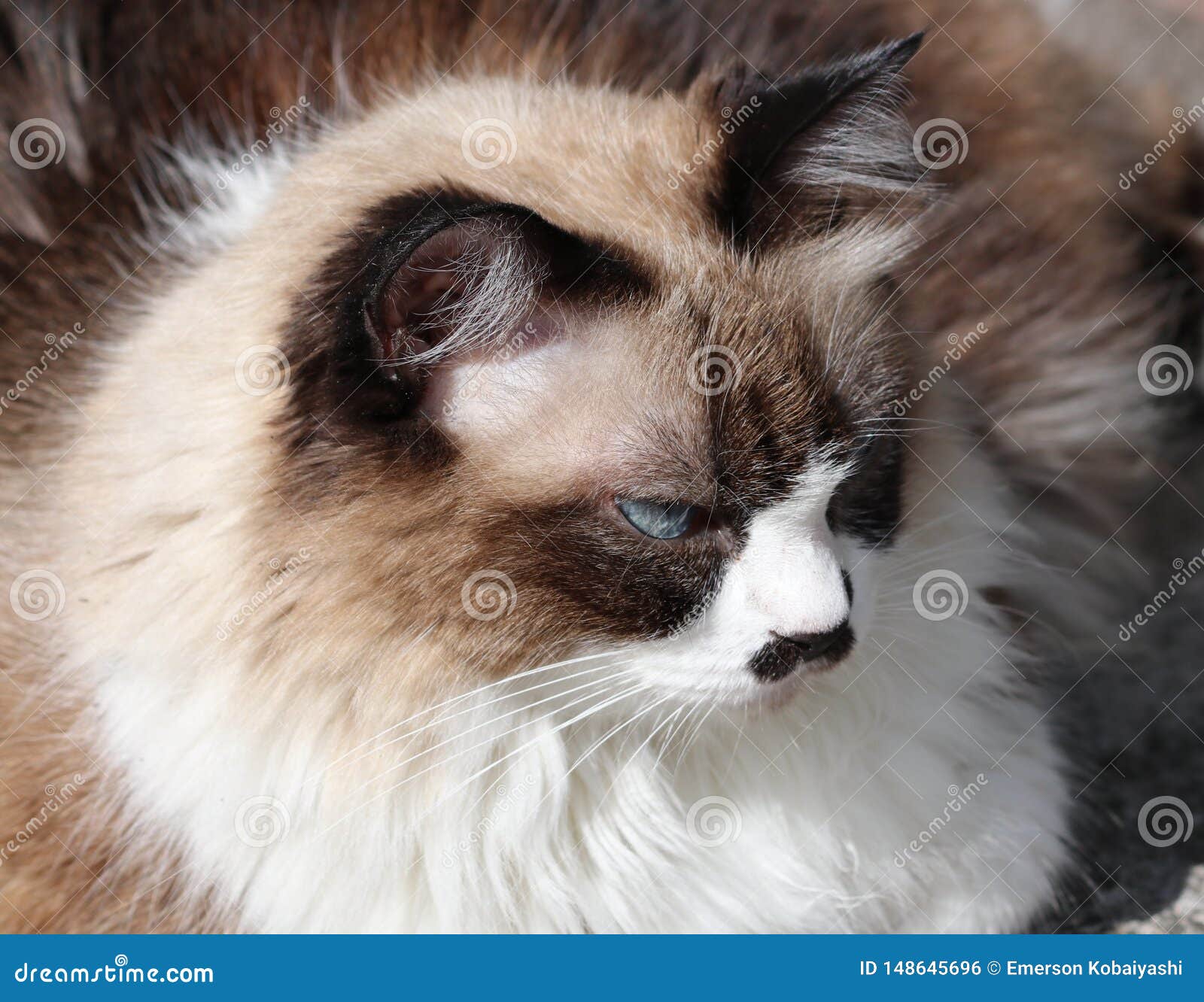 Cute himalayan cat stock photo. Image of sunlight, himalayan - 148645696