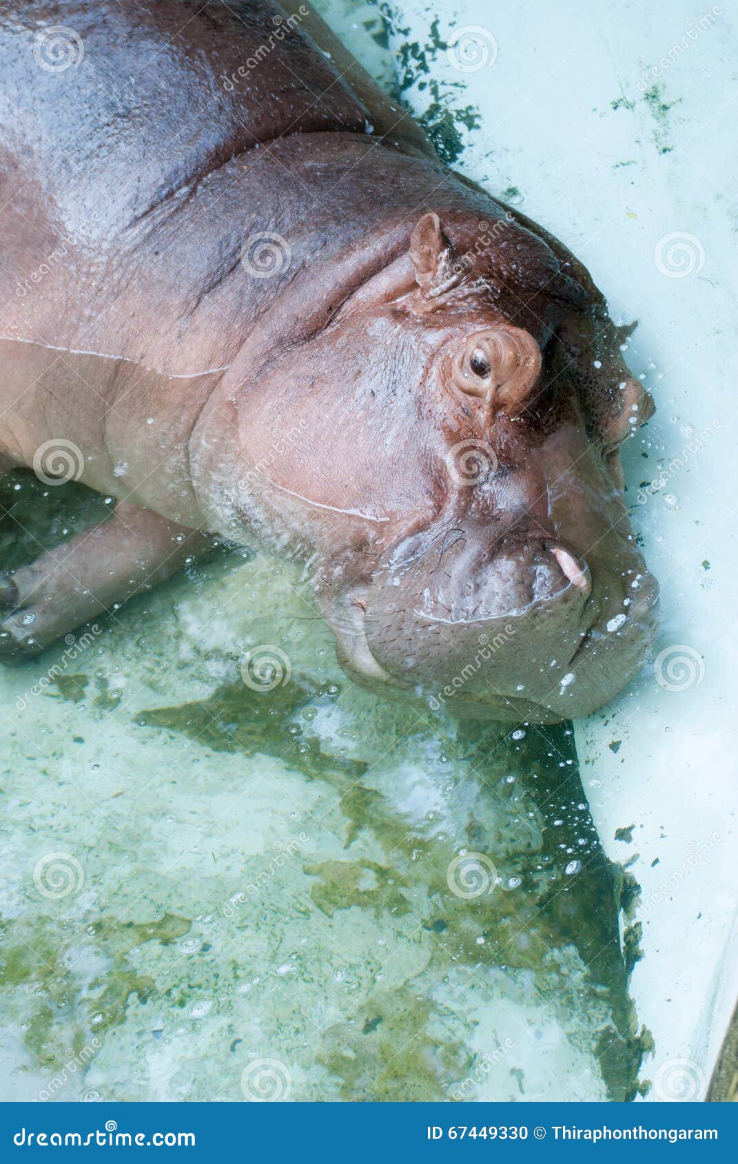 Cute hippos resting stock photo. Image of captive, animal - 67449330